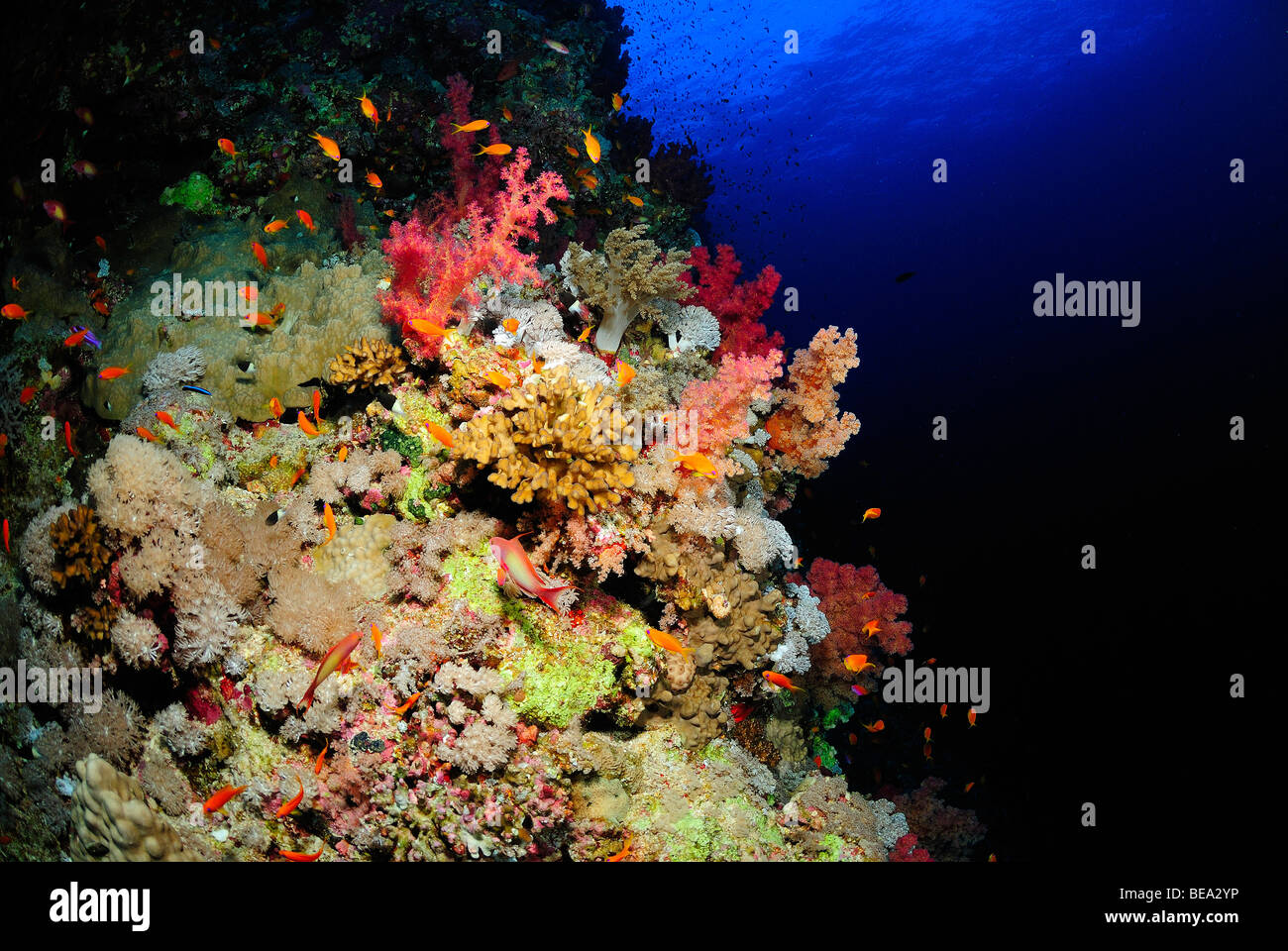 Scenic view on a coral reef, Red Sea Stock Photo - Alamy