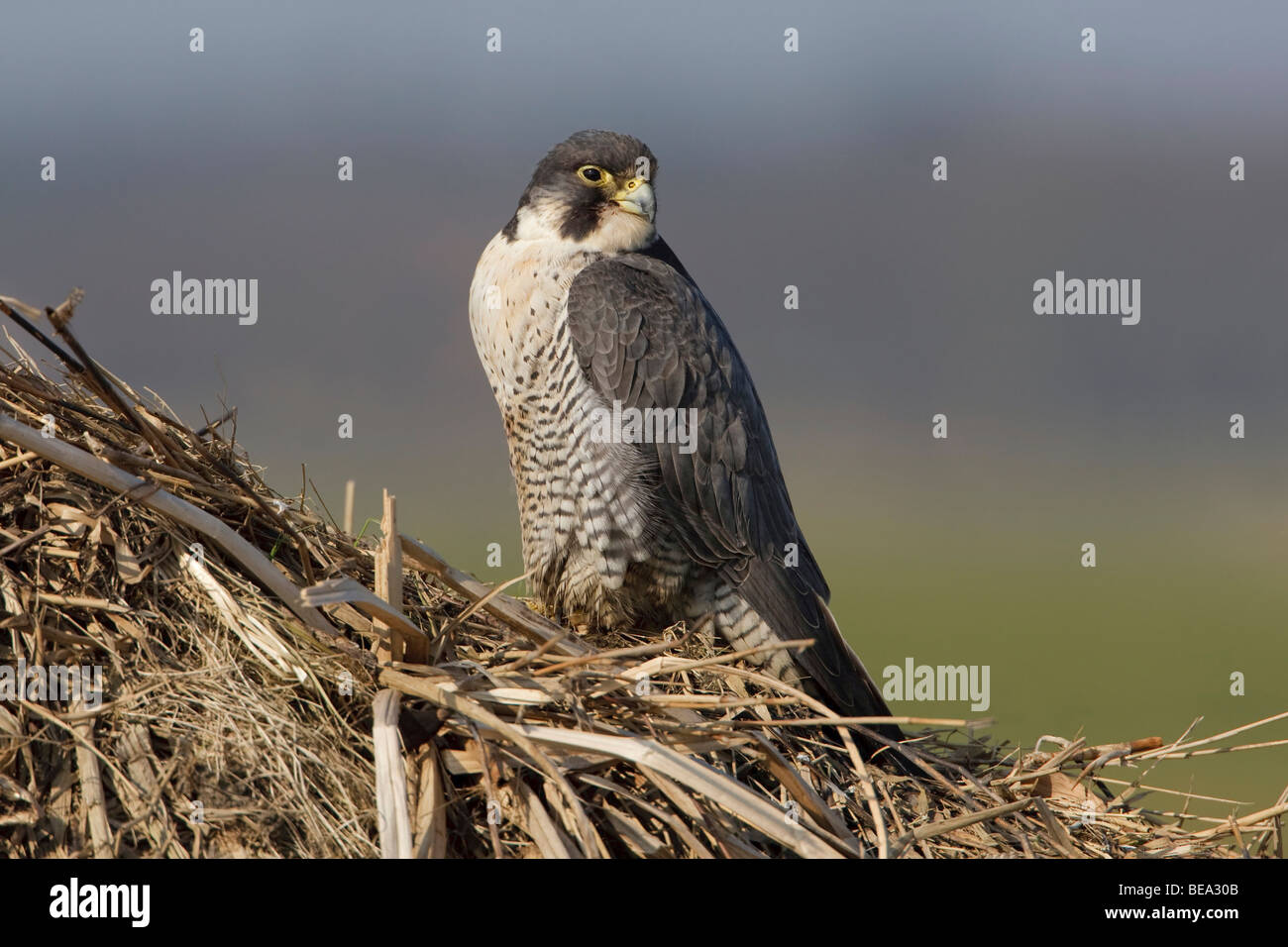 Female peregrine falcon hi-res stock photography and images - Alamy
