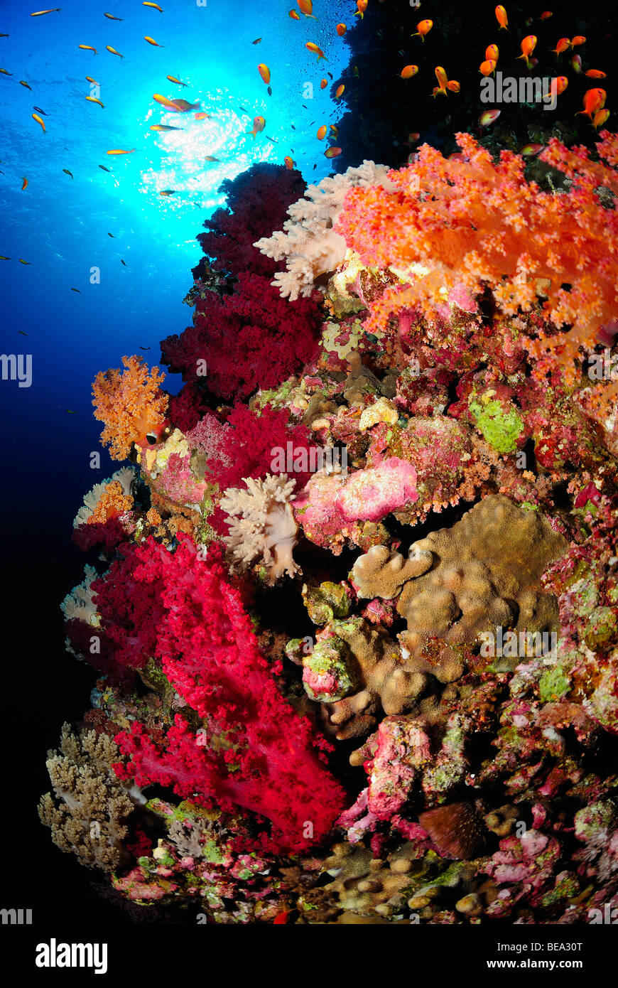 Scenic view on a coral reef, Red Sea Stock Photo - Alamy
