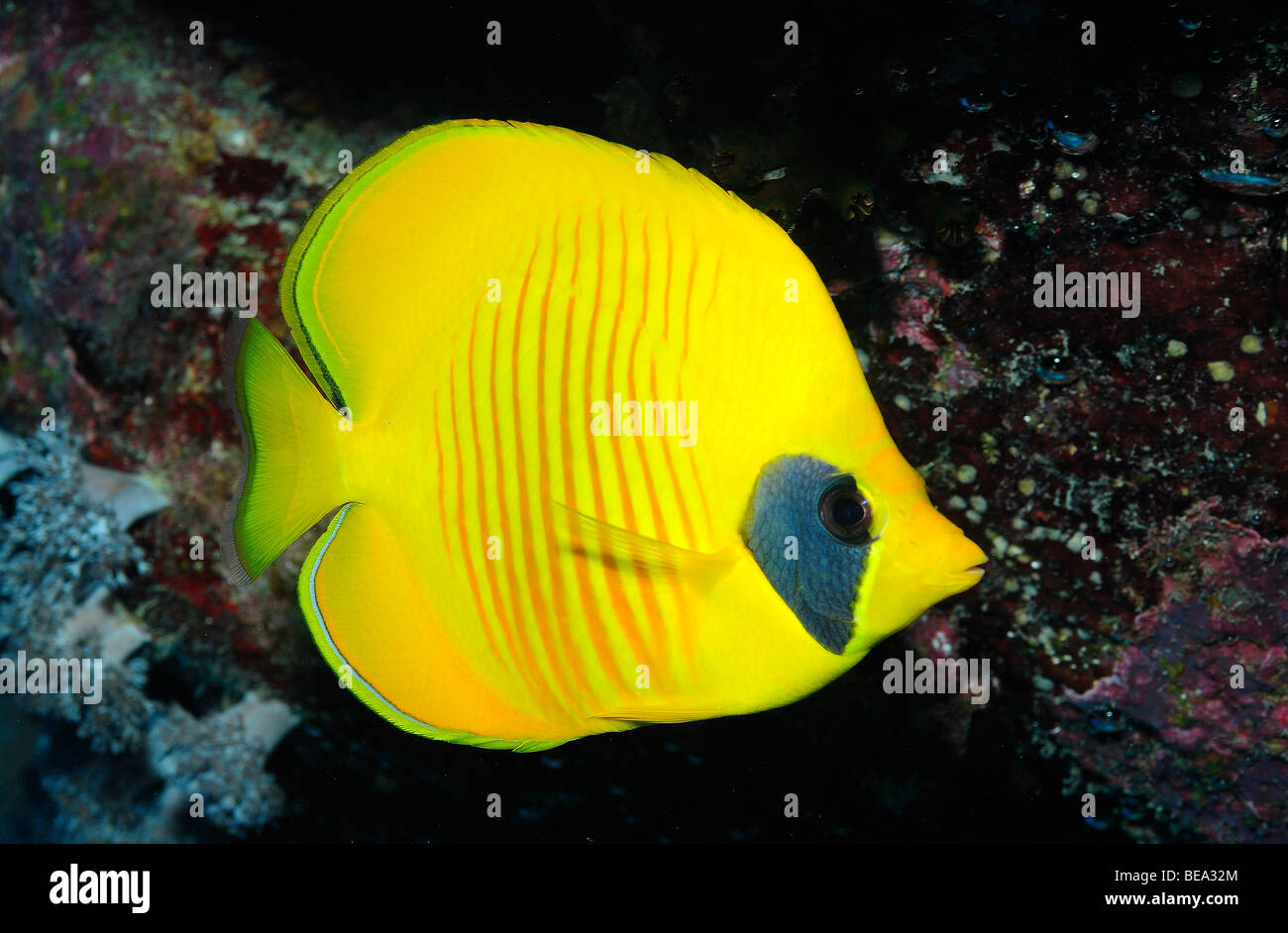 Golden butterflyfish, Red Sea Stock Photo - Alamy