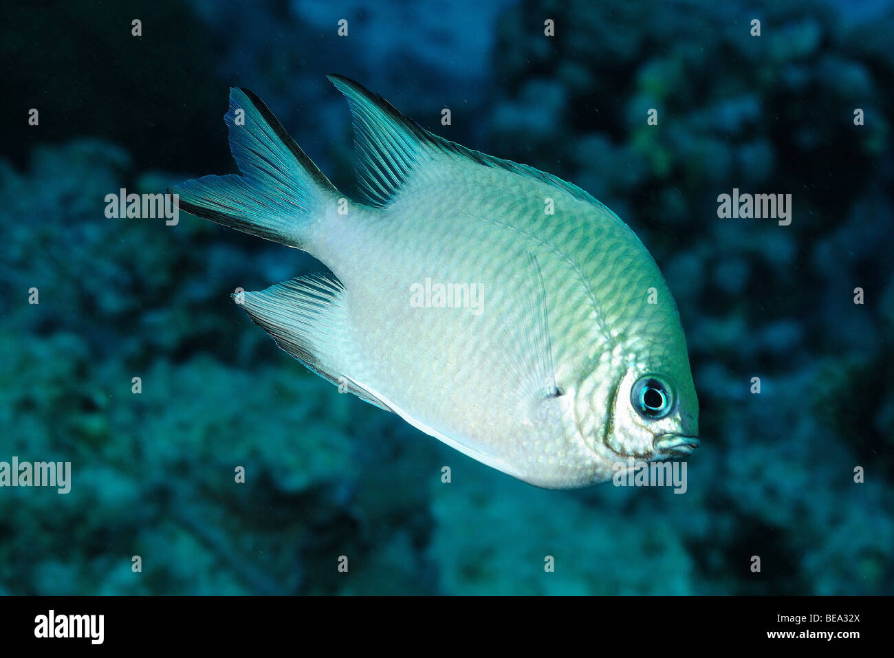 Yellowbelly damselfish, Red Sea Stock Photo - Alamy