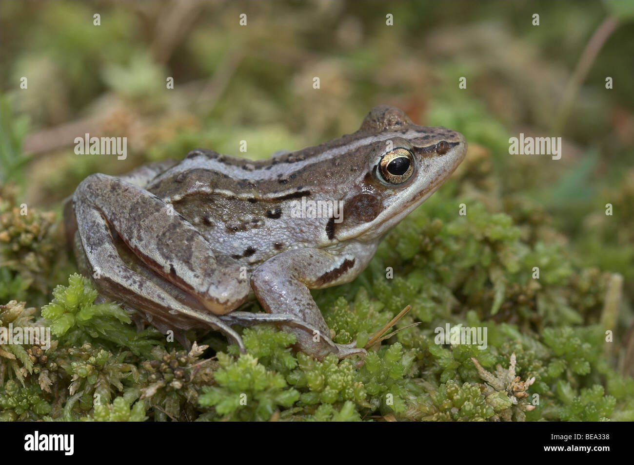 Moor frog hi-res stock photography and images - Alamy