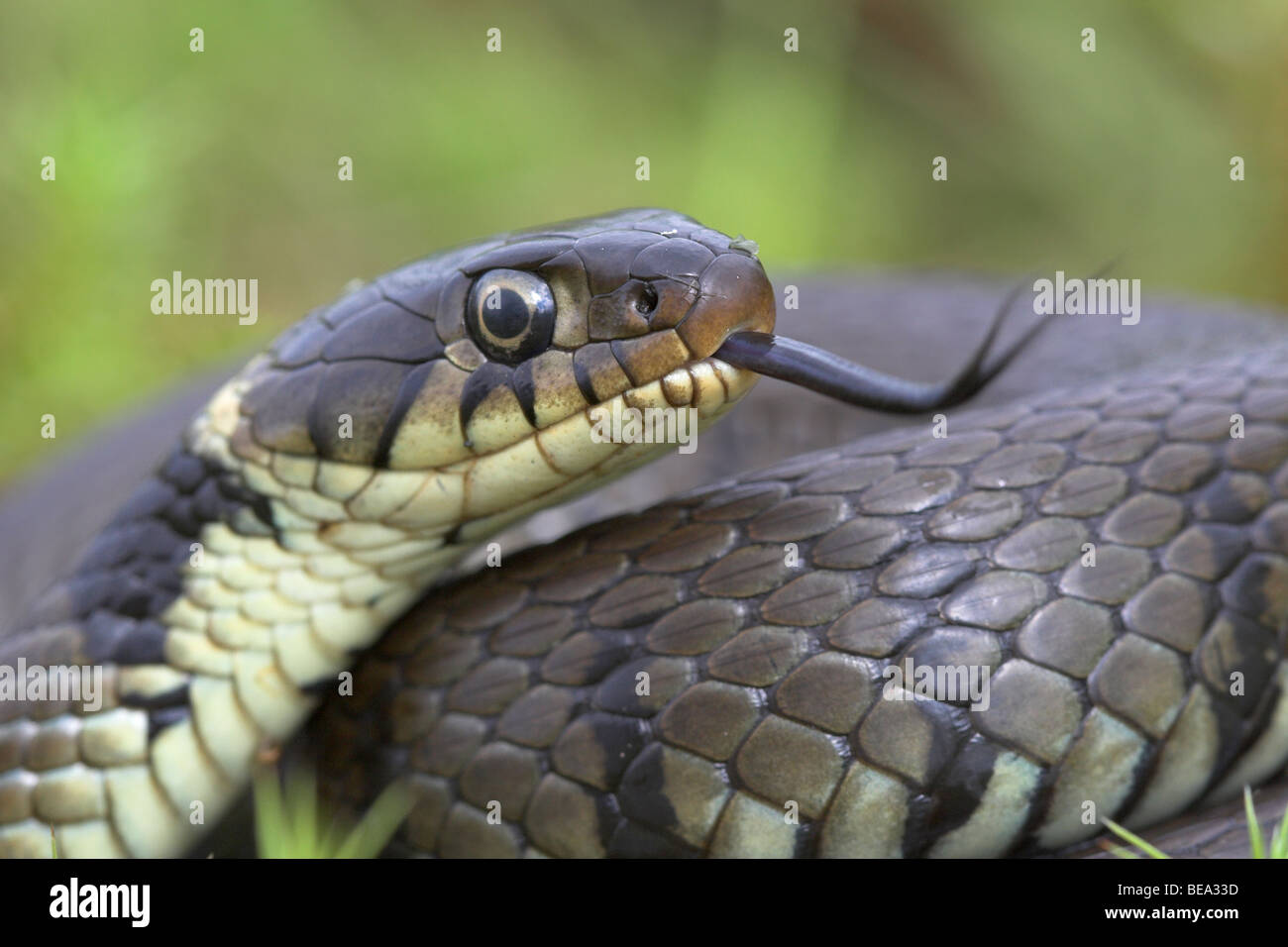 Grass snake natrix natrix marsh hi-res stock photography and images - Alamy
