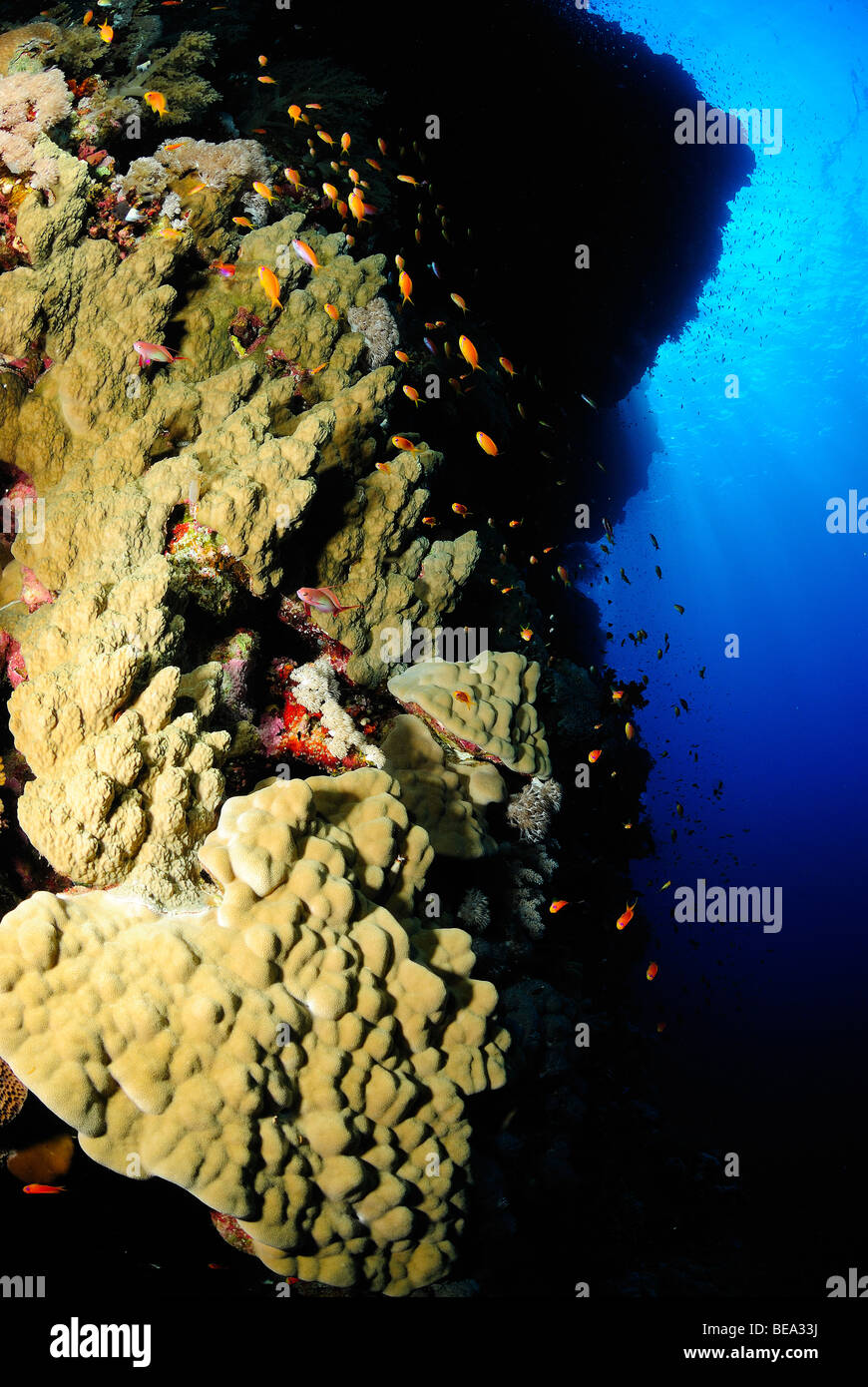 Scenic view on a coral reef, Red Sea Stock Photo - Alamy