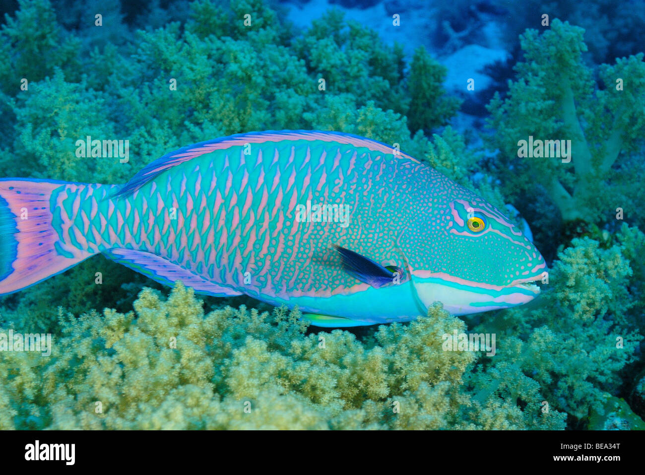 Bicolor Parrotfish Stock Photos & Bicolor Parrotfish Stock Images - Alamy