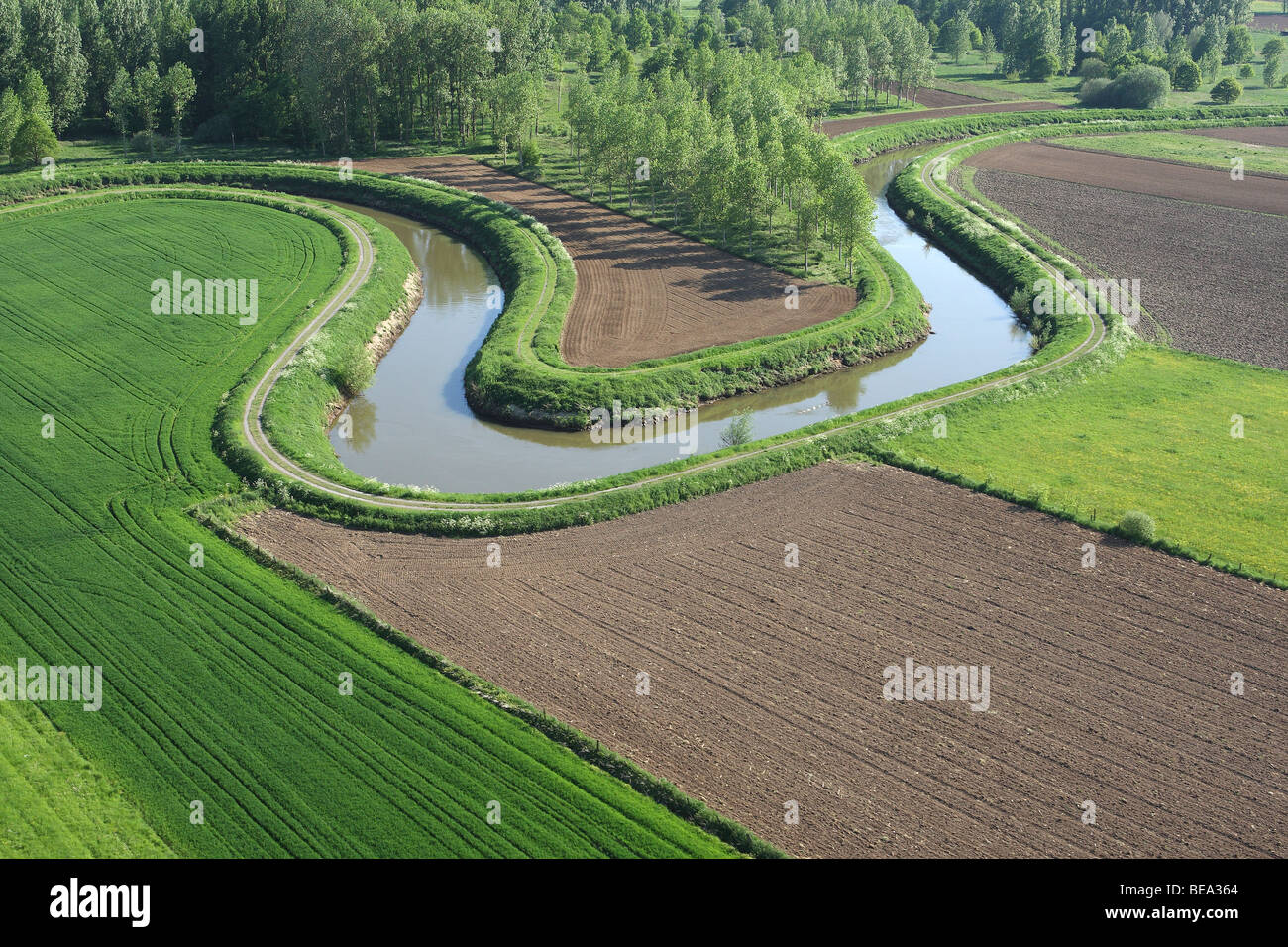 Curling river Demer with Poplars (Populus sp.), valley of Demer ...
