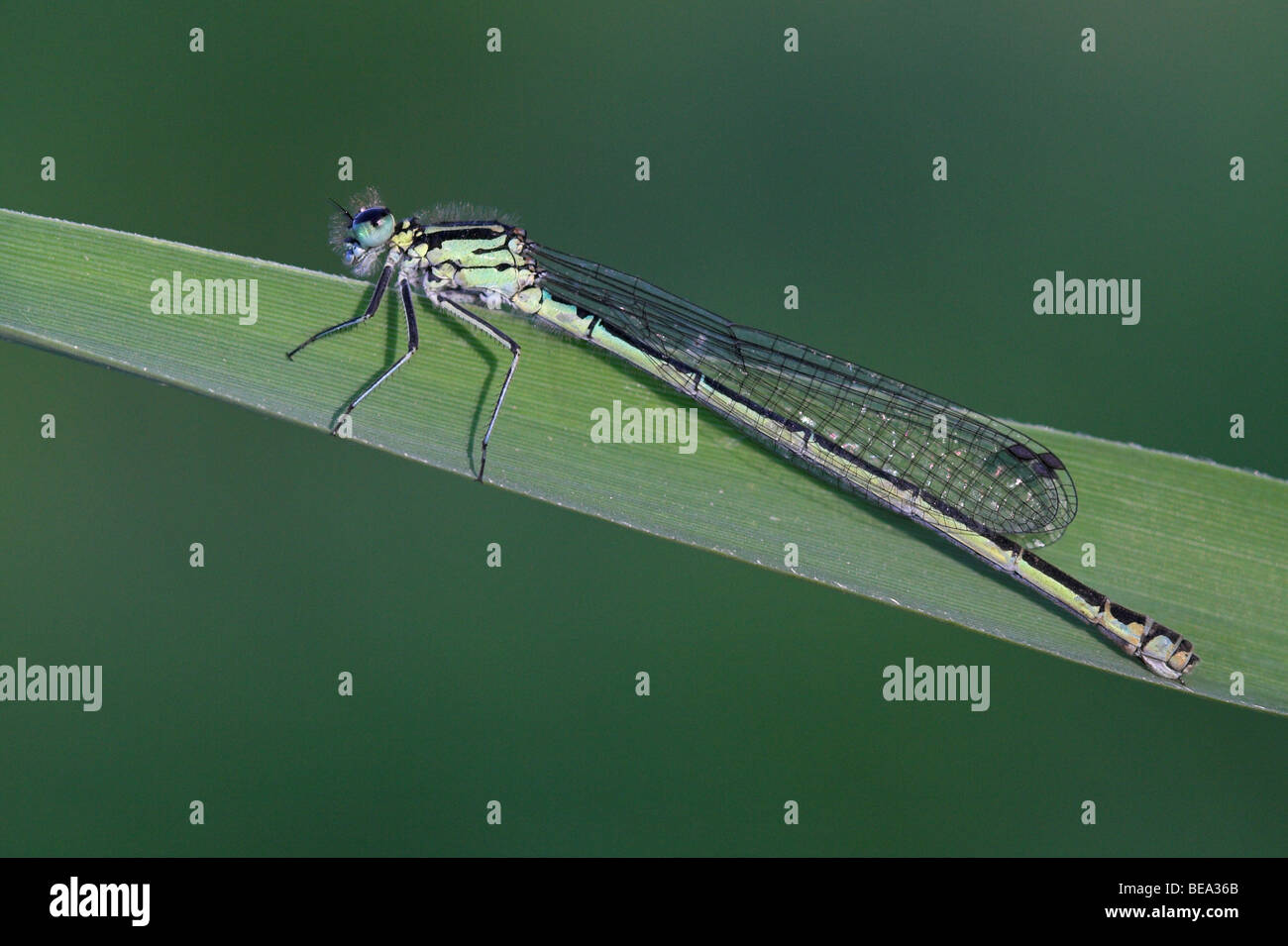 Vrouwtje van de Variabele waterjuffer; Female Variable Damselfly Stock ...