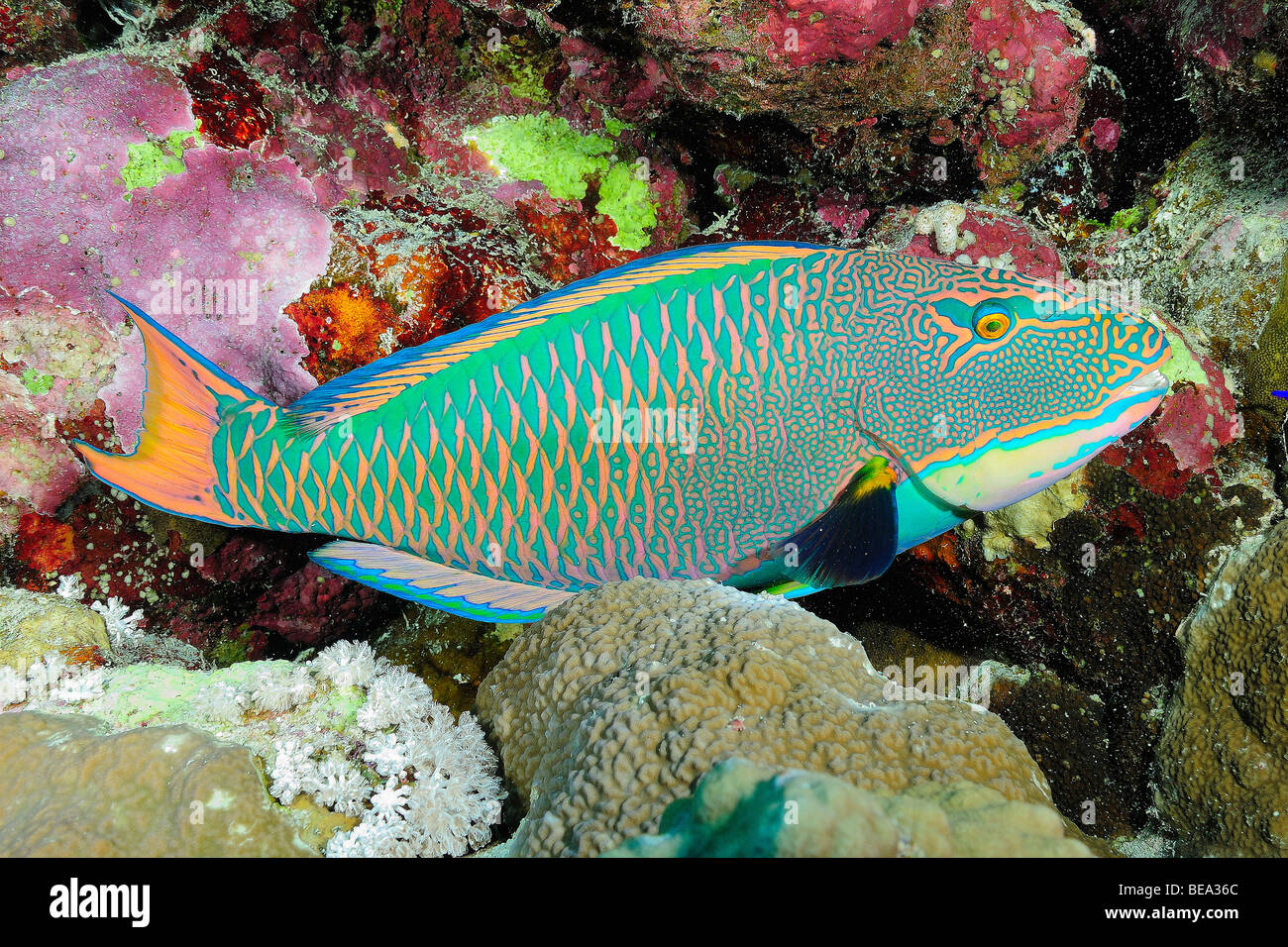 Parrotfish hi-res stock photography and images - Alamy