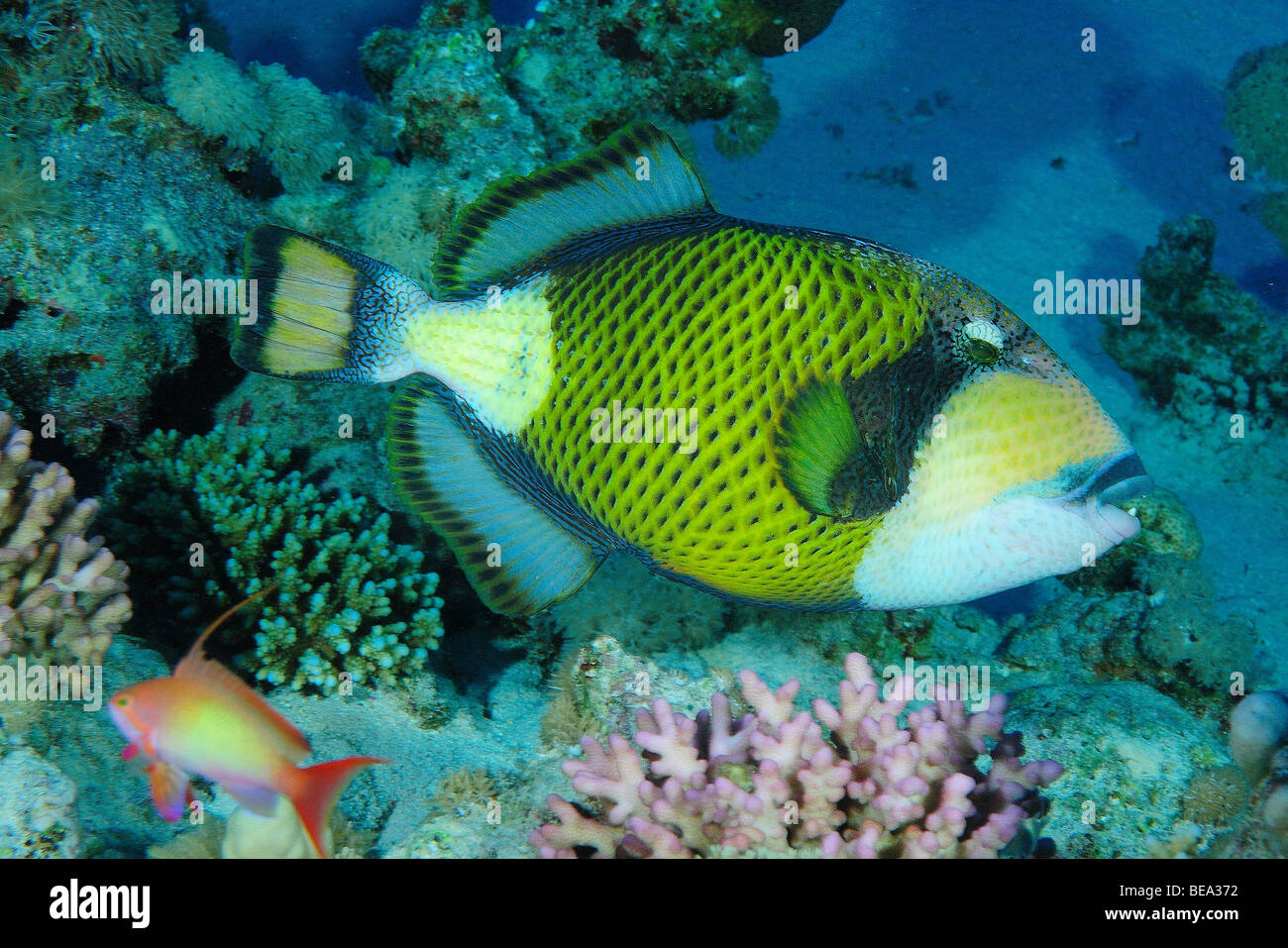 Titan triggerfish, Red Sea Stock Photo - Alamy