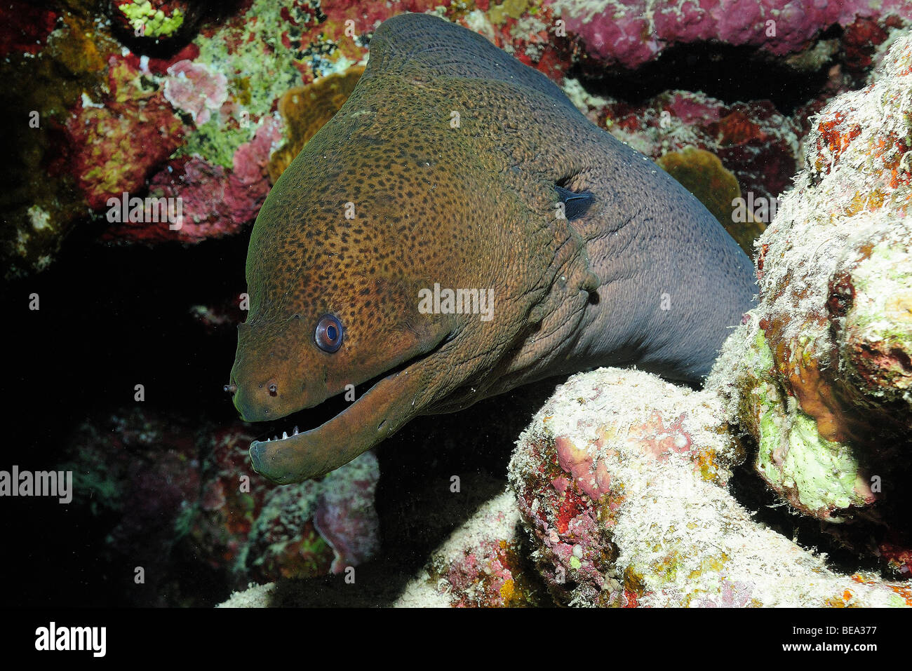 Undulated moray, Red Sea Stock Photo - Alamy
