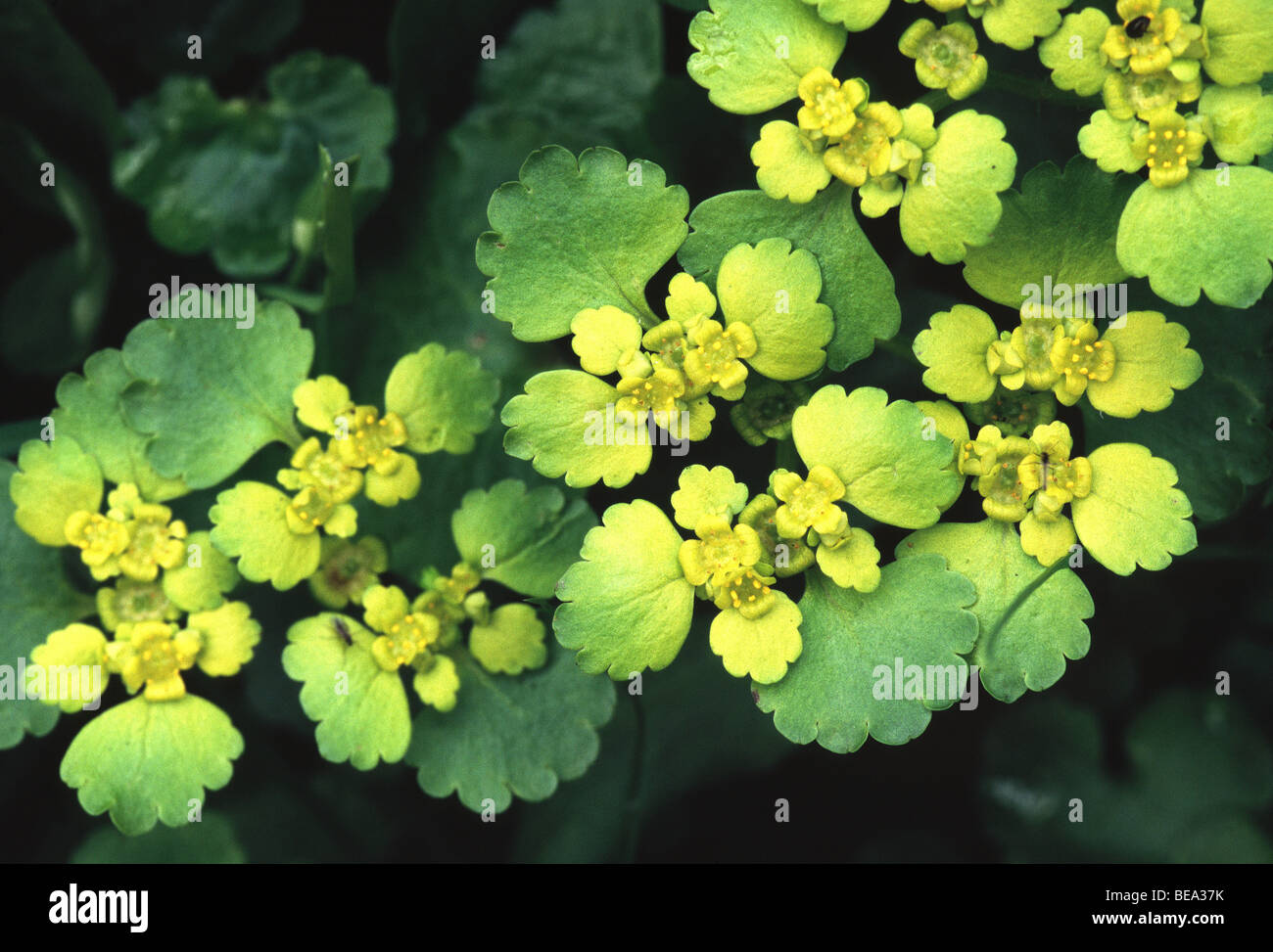 Alternate-leaved golden saxifrage (Chrysosplenium alternifolium ...