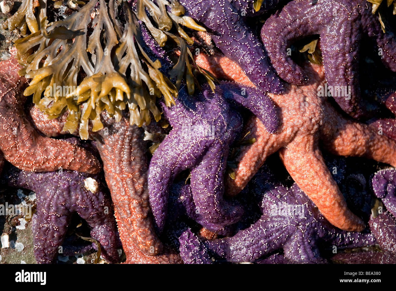 Starfish in a clump on Vancouver Island in Canada Stock Photo - Alamy