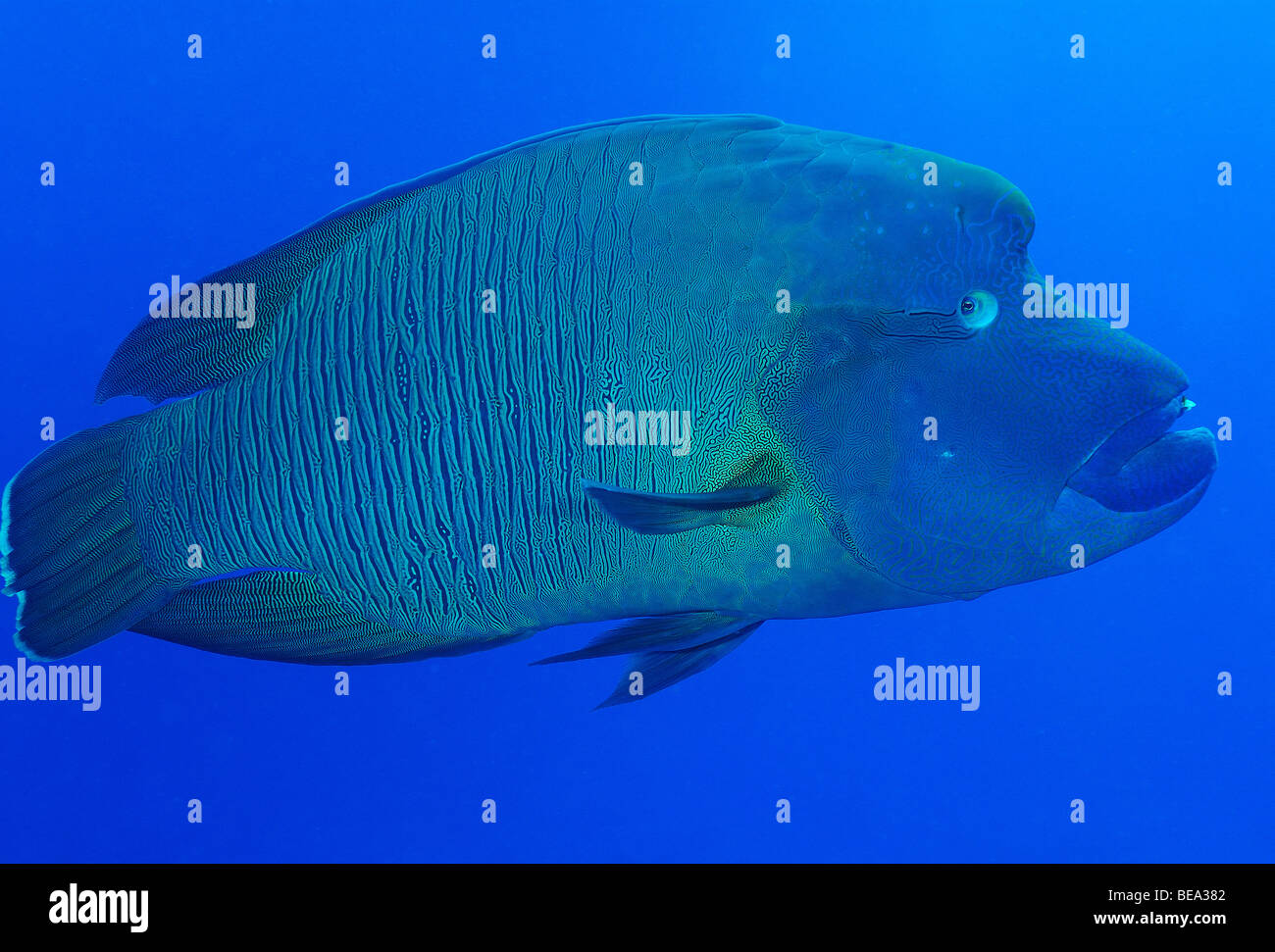 Humphead or Giant wrasse, Red Sea Stock Photo - Alamy