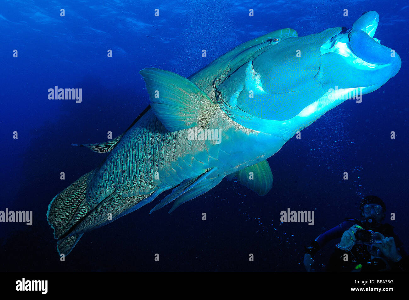Humphead or giant wrasse scientific name hi-res stock photography and ...