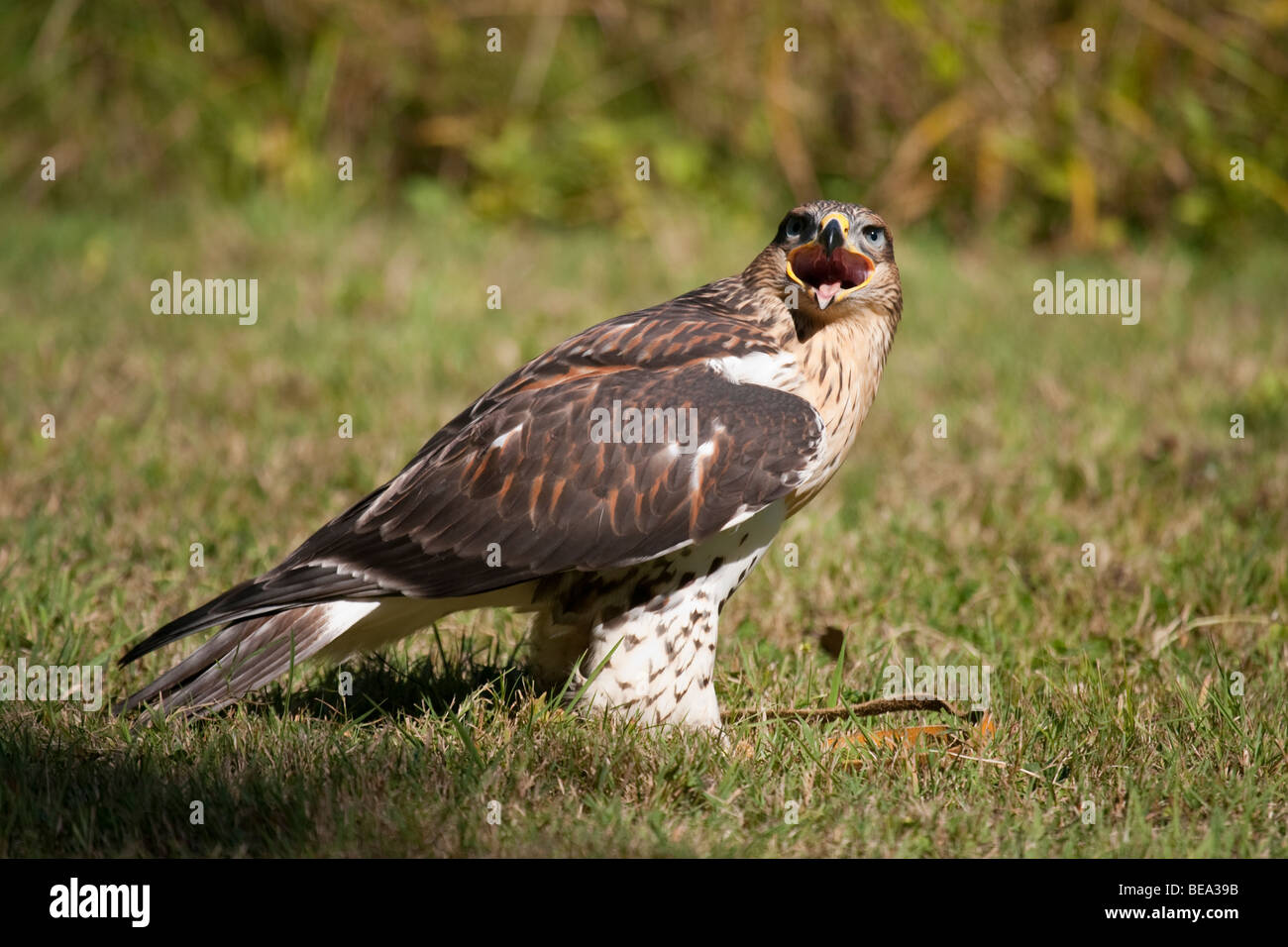 Hawk On The Ground Stock Photos & Hawk On The Ground Stock Images - Alamy