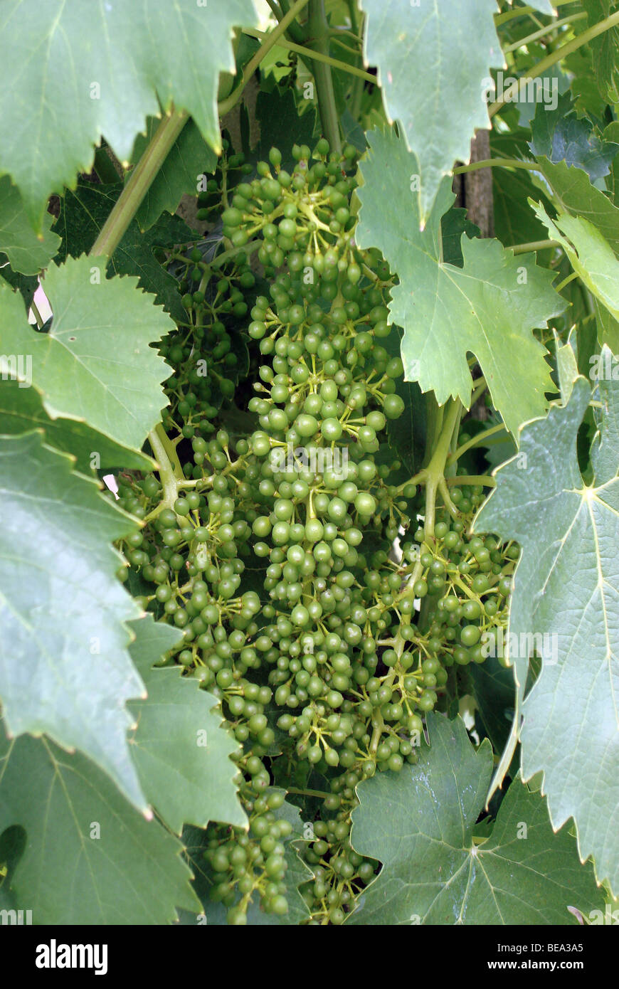 Grape buds hi-res stock photography and images - Alamy