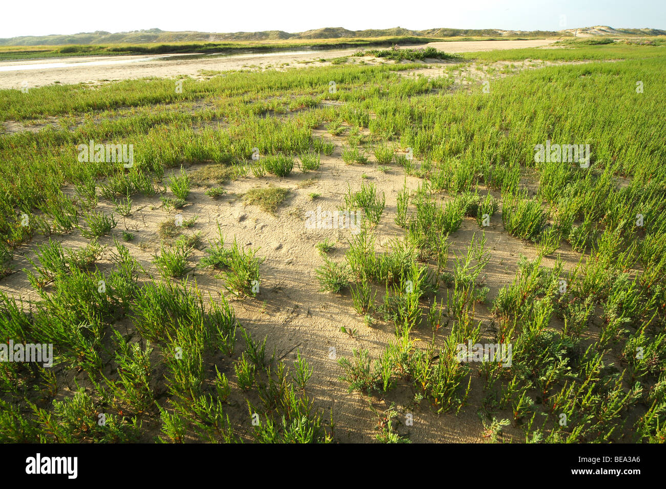 Marsh samphire / Glasswort (Salicornia europaea) in the Zwin nature ...