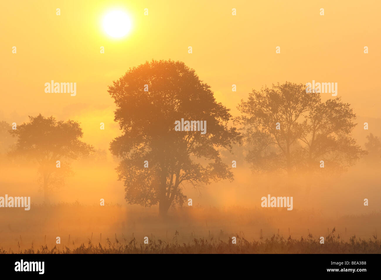 Zonsopgang en mist in natuurreservaat de Langemeersen, Belgi Sunrise ...