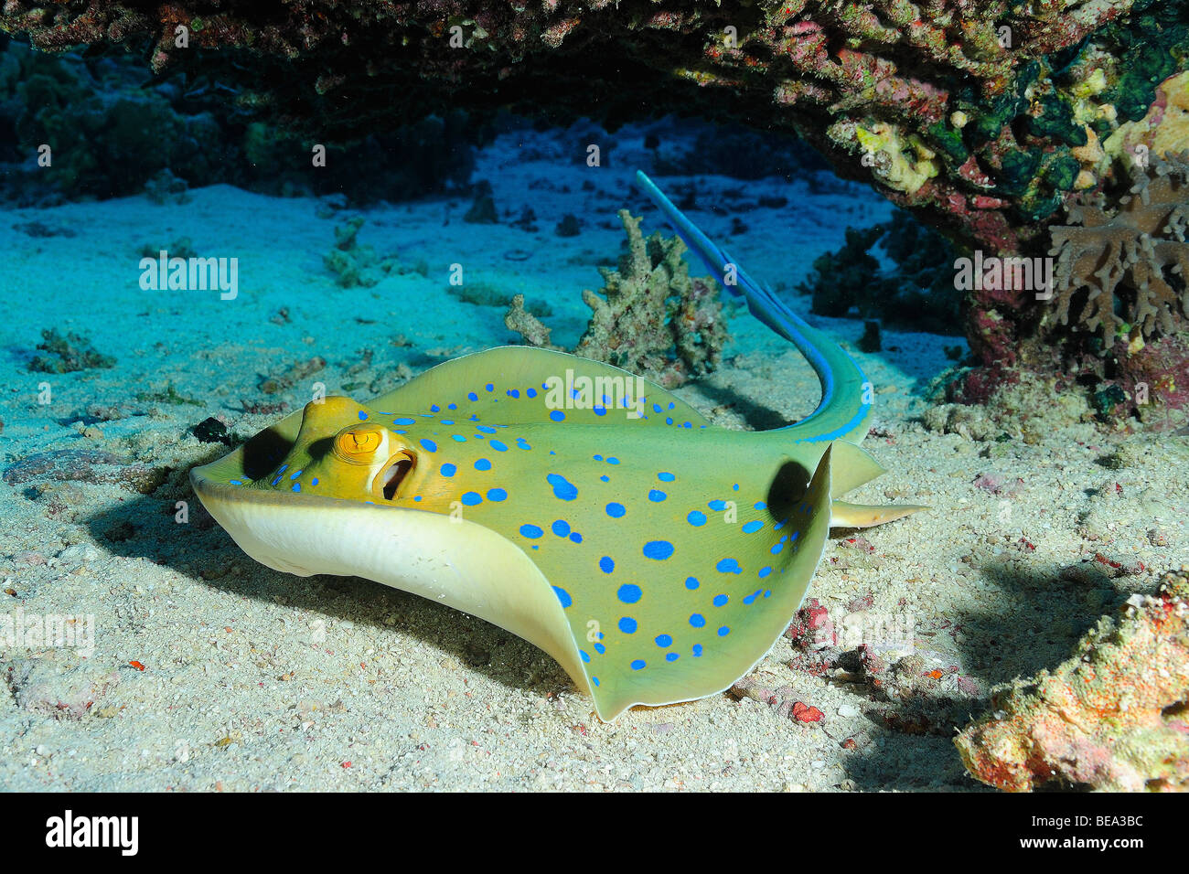 Blue-spotted ray on the sand in the Red Sea, Egypt Stock Photo - Alamy