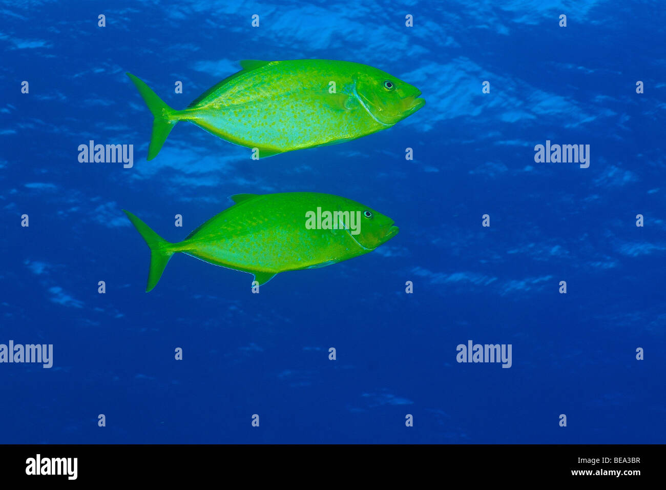 Orangespotted trevally fishes, Red Sea Stock Photo - Alamy
