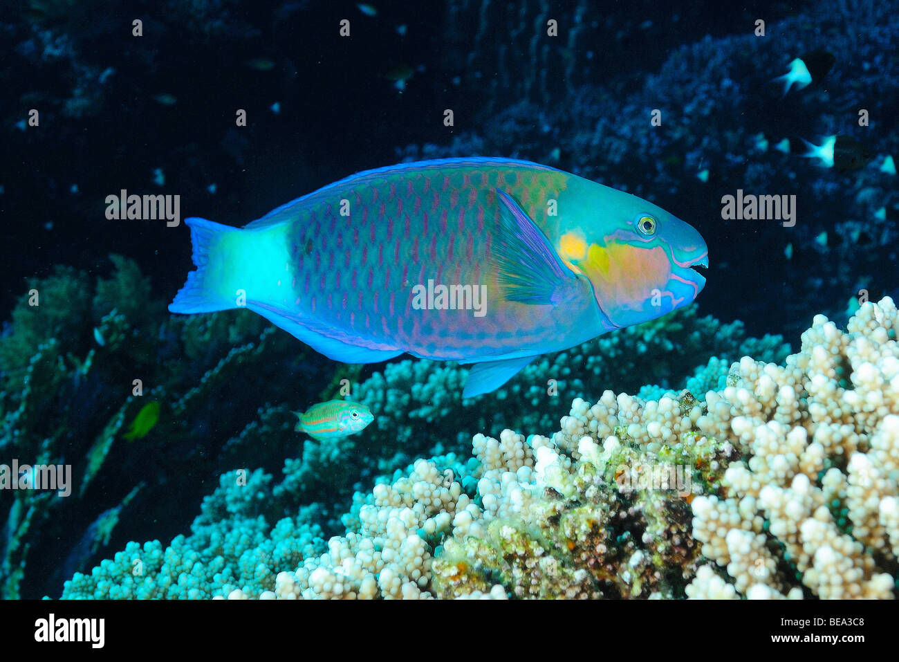 Bullet parrotfish, Red Sea Stock Photo - Alamy