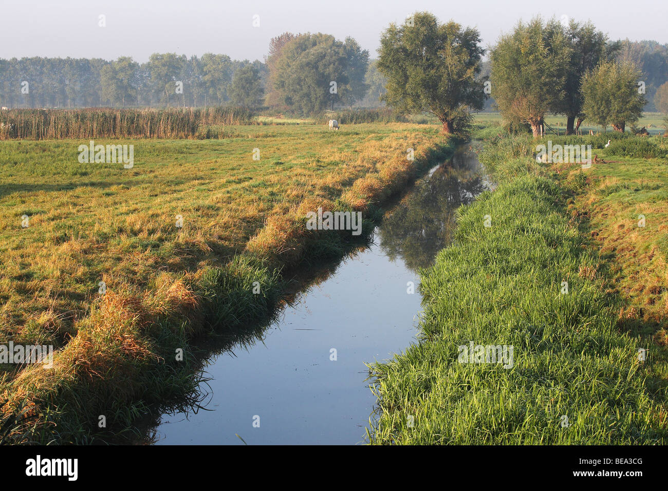 Ditch and pollard Willow trees (Salix sp.), Langemeersen nature reserve ...