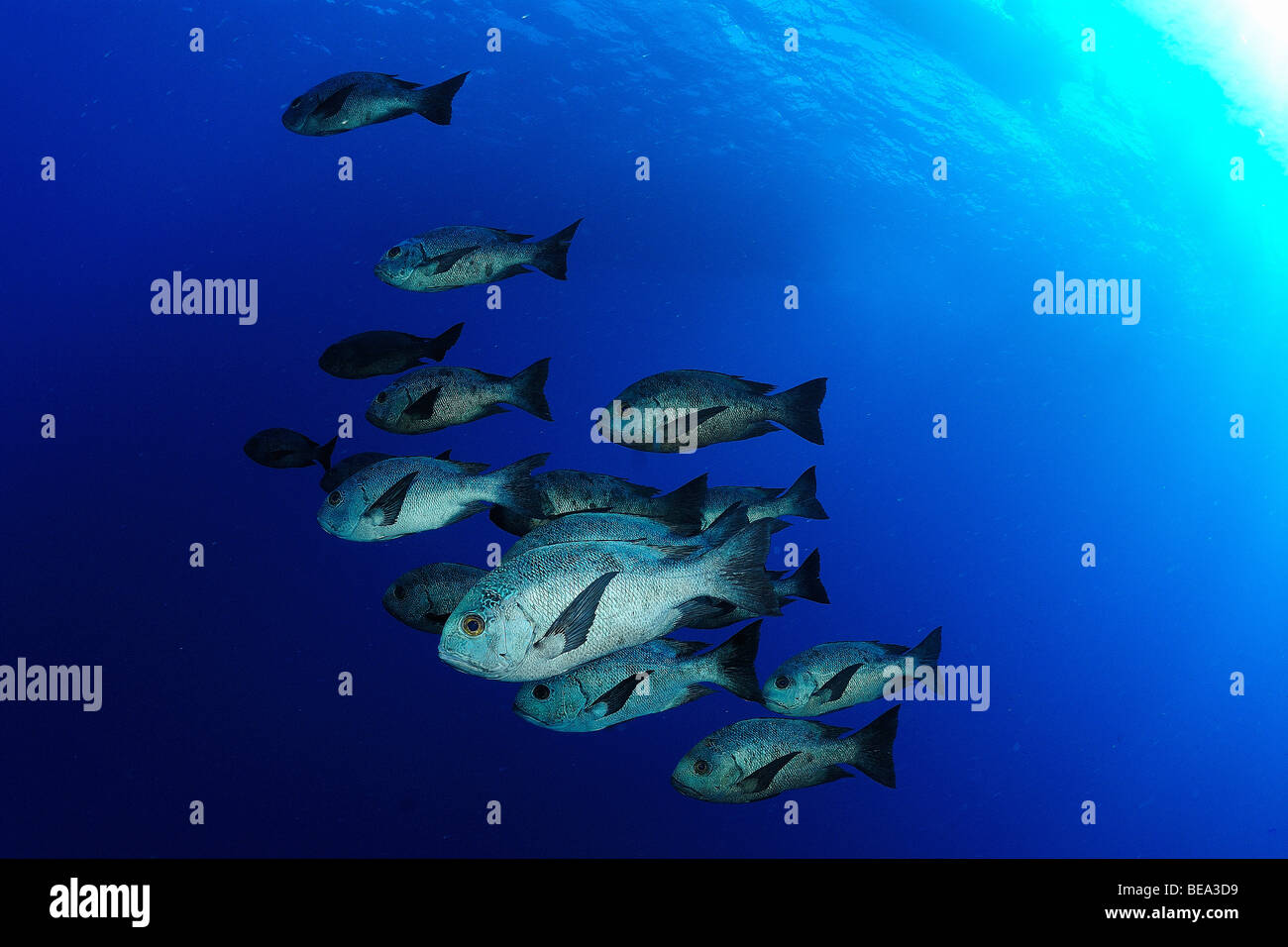 School of black and white snapper fish, Red Sea Stock Photo - Alamy