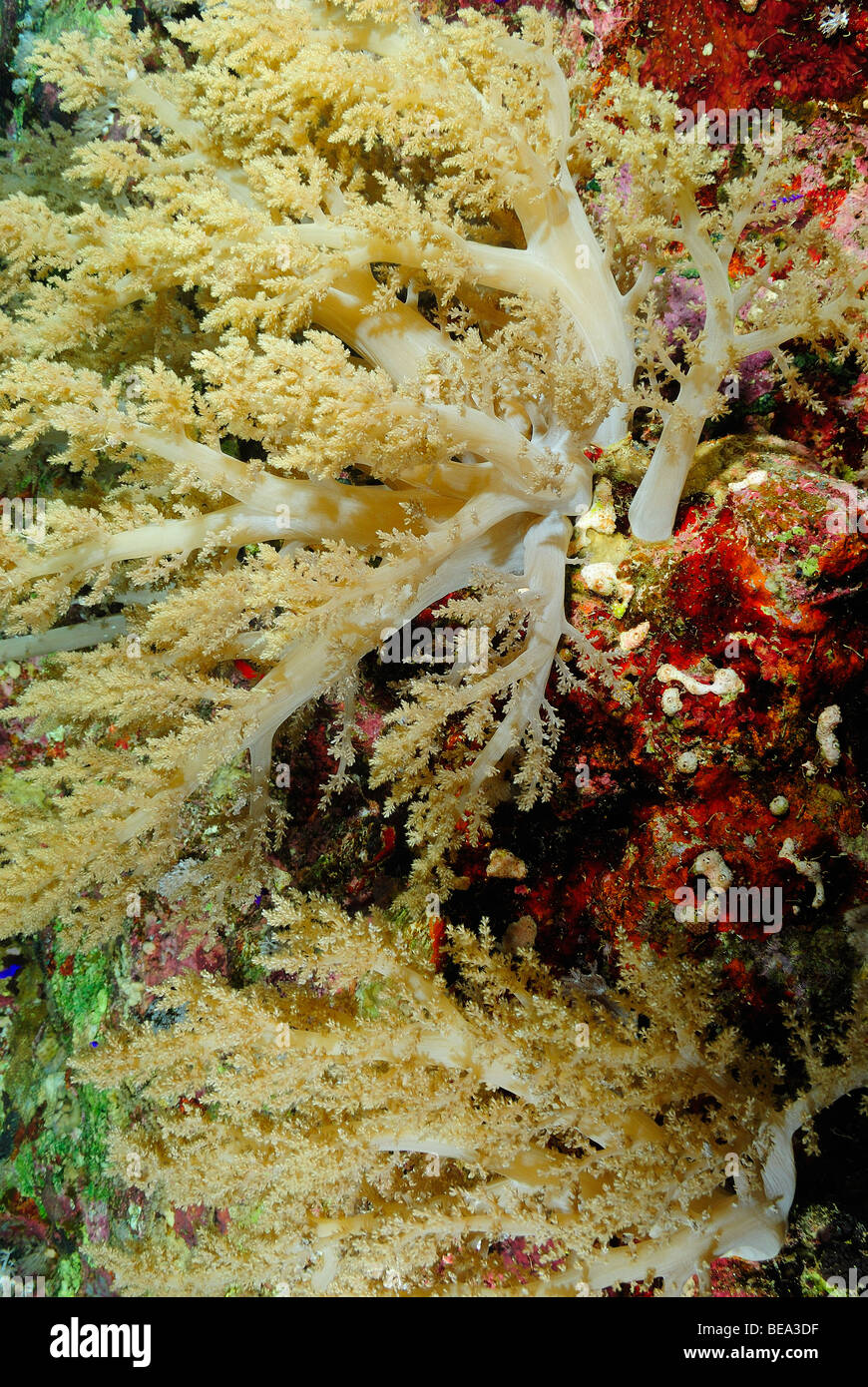 Nepthea coral hi-res stock photography and images - Alamy