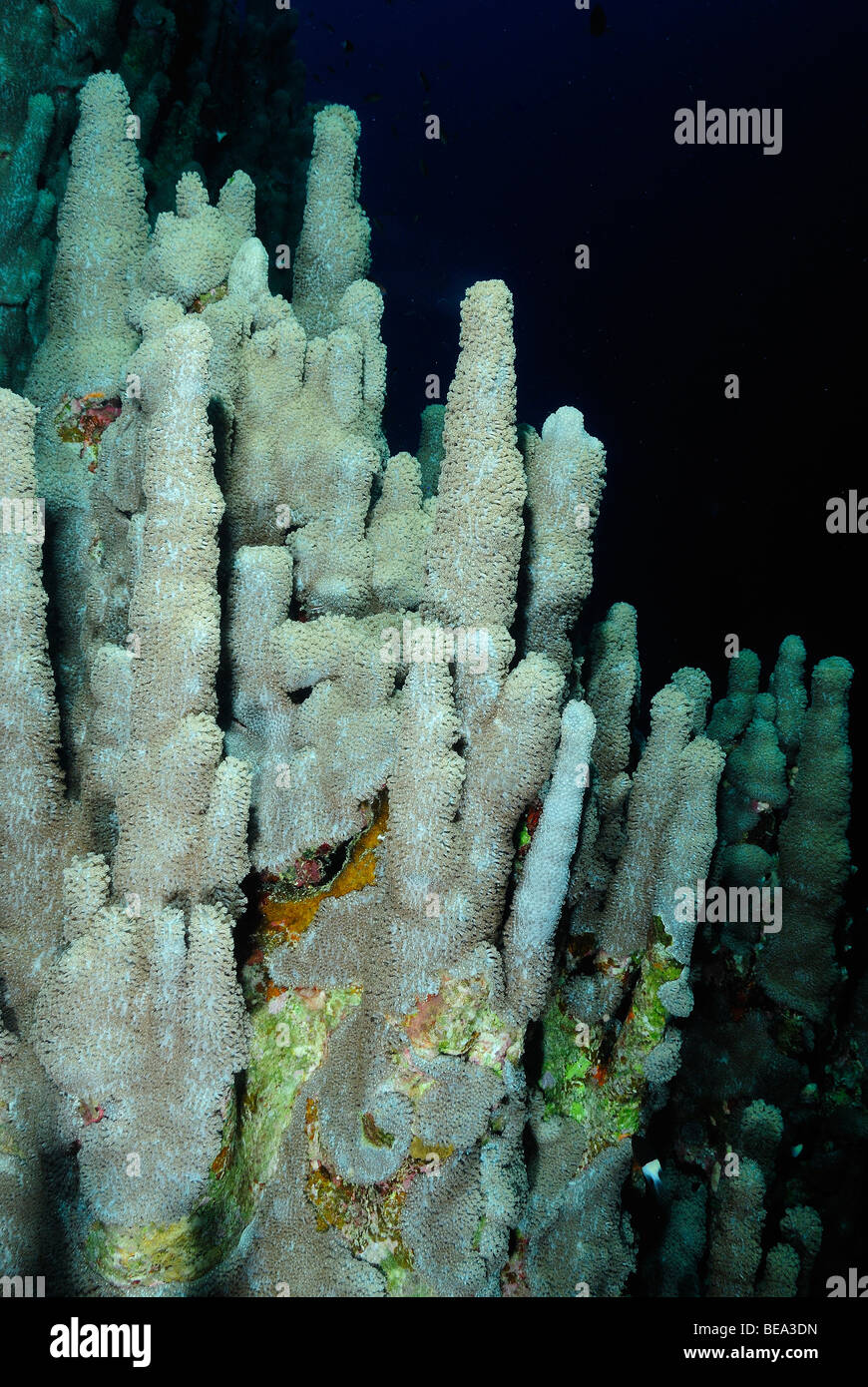 Soft coral lobophyton sp hi-res stock photography and images - Alamy