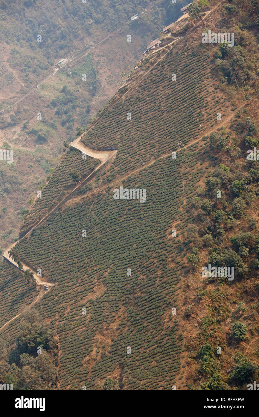 Tea Fields on a Hillside in Darjeeling India Stock Photo - Alamy
