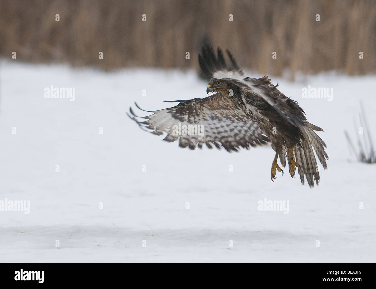 Buizerd laag vliegend boven de sneeuw; Eurasian Buzzard flying low ...