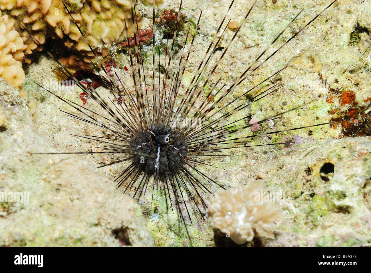 Diadema sea urchin in the red sea hi-res stock photography and images ...
