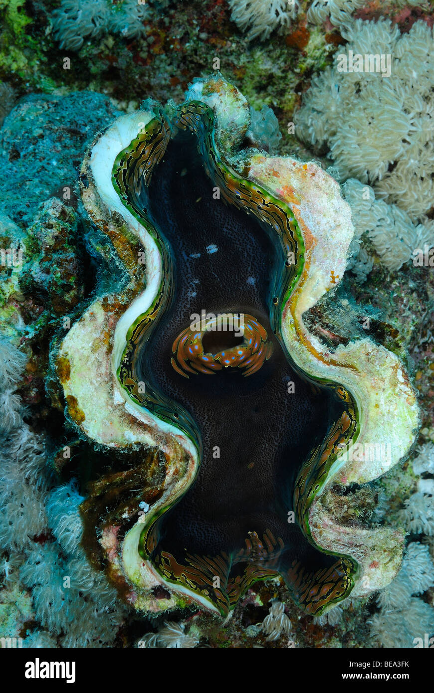 Tridacna in red sea hi-res stock photography and images - Alamy