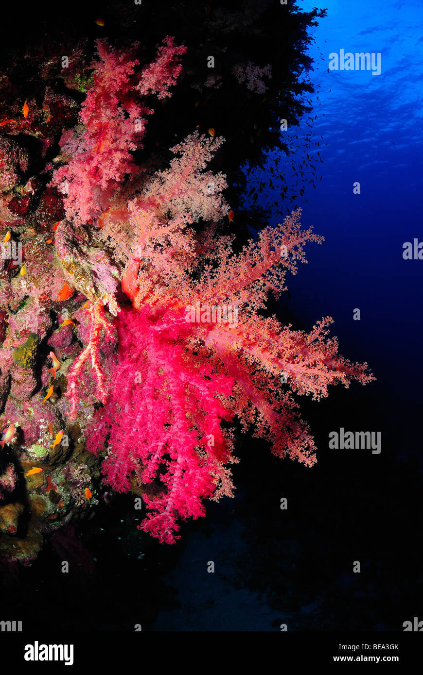 Scenic view on a coral reef, Red Sea Stock Photo - Alamy