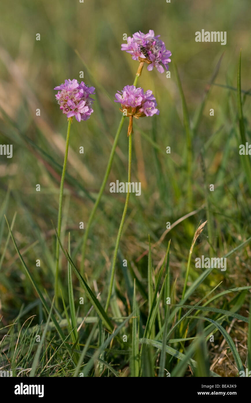 Engels gras; Thrift Stock Photo - Alamy