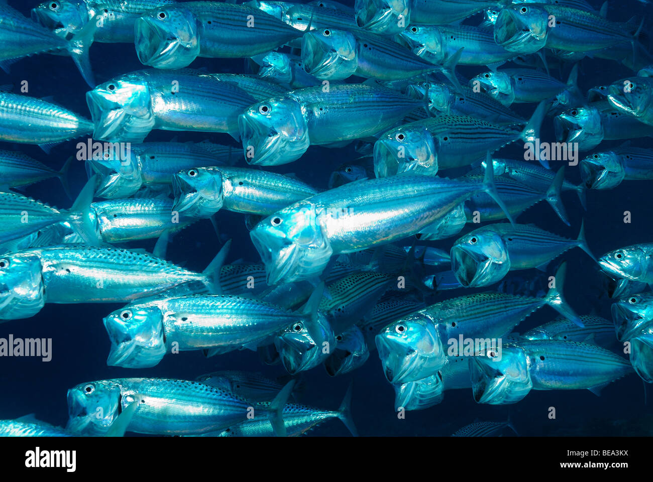 Indian mackerel fish hi-res stock photography and images - Alamy