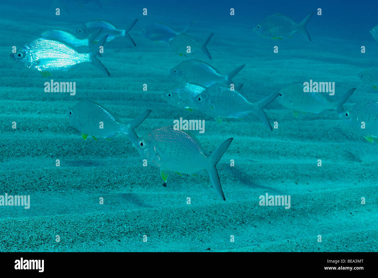 School of indian rabbitfish hi-res stock photography and images - Alamy