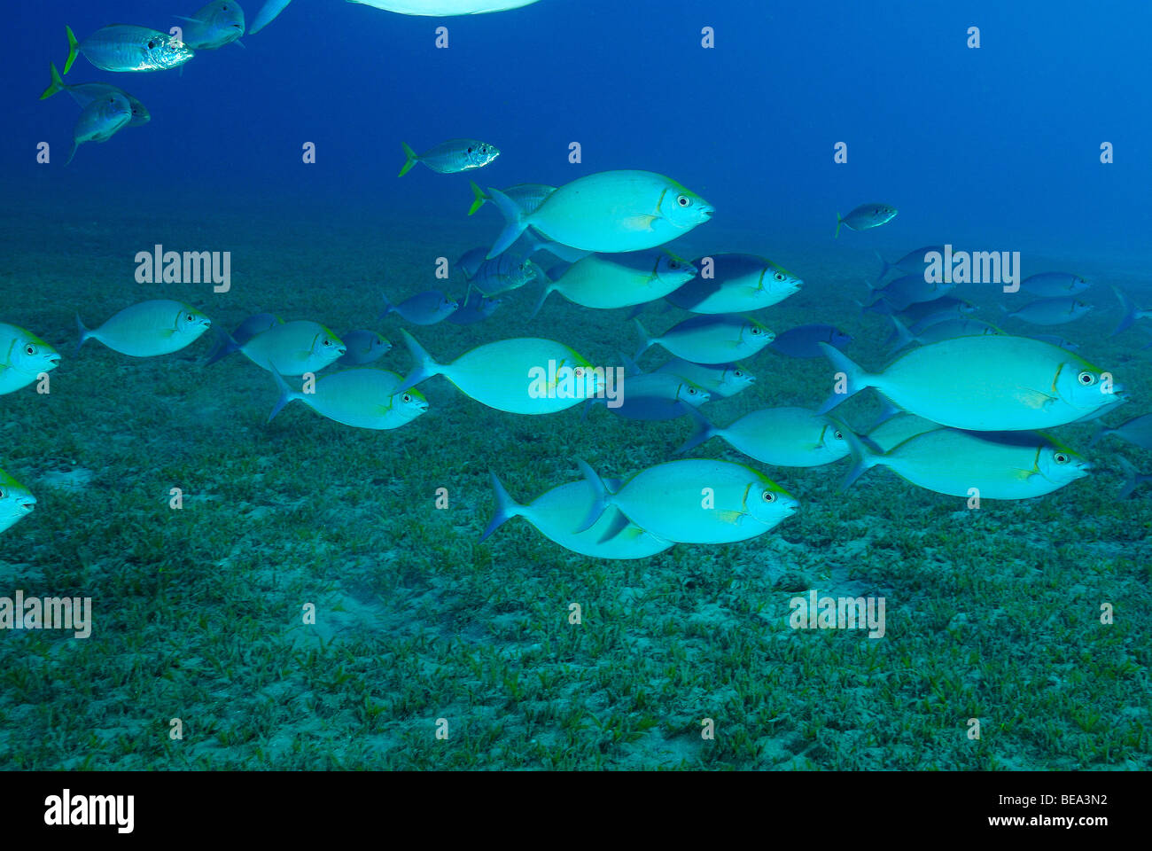 School of forktail rabbitfish, off Marsa Alam, Red Sea, Egypt Stock ...