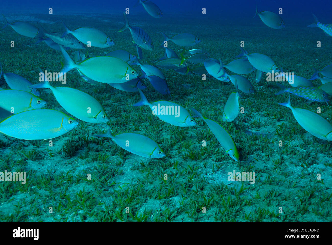 School of forktail rabbitfish, off Marsa Alam, Red Sea, Egypt Stock ...