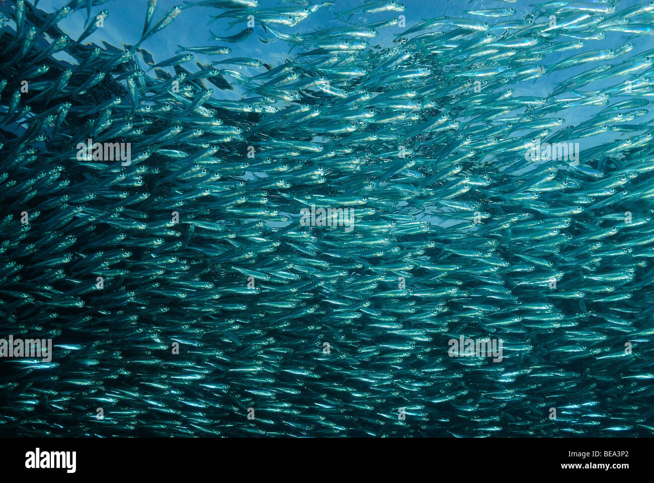 School of hardyhead silverside, off Marsa Alam, Red Sea, Egypt Stock ...