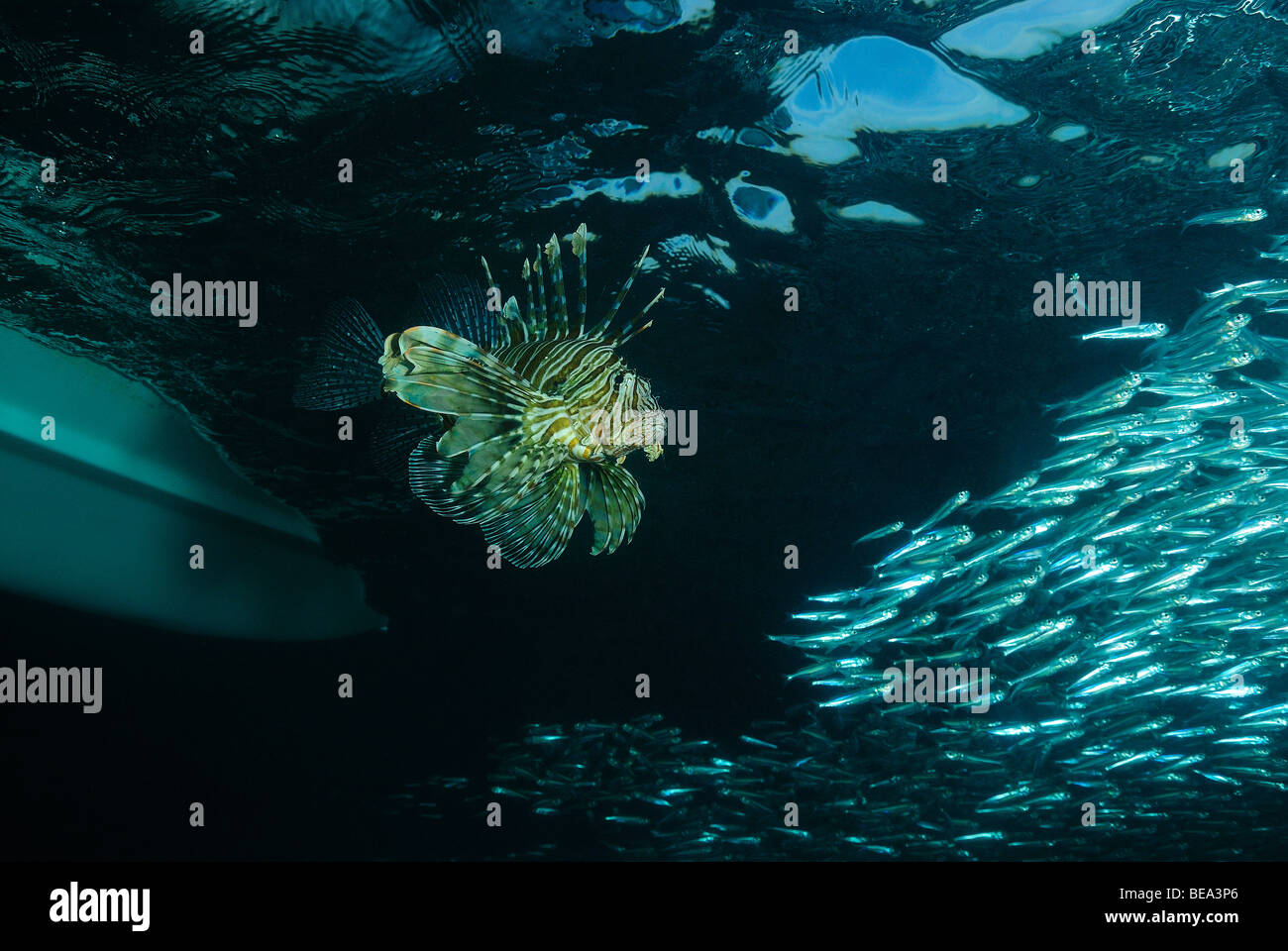 Hardyhead silverside fish underwater hi-res stock photography and ...