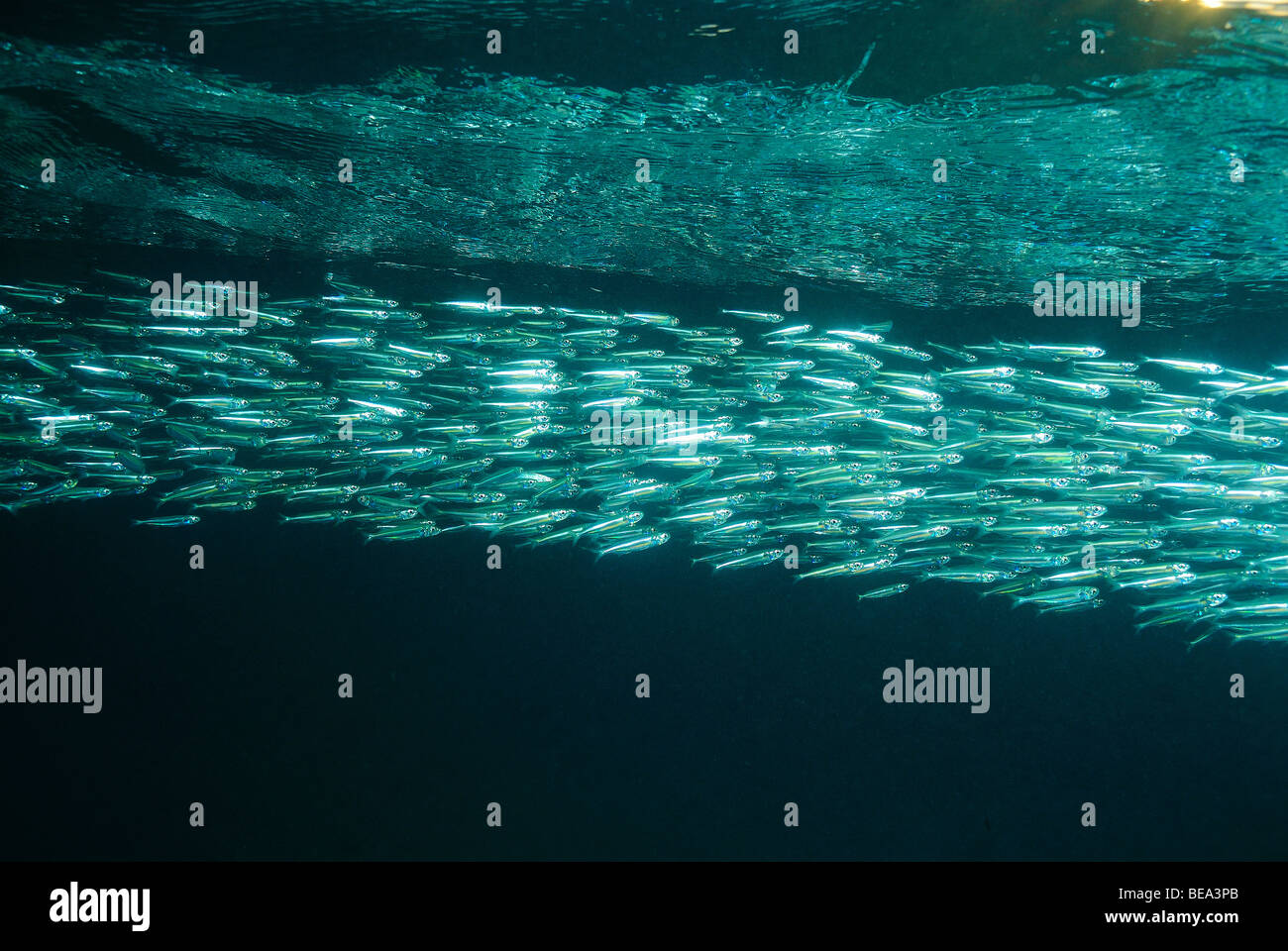 Hardyhead silverside fish hi-res stock photography and images - Alamy