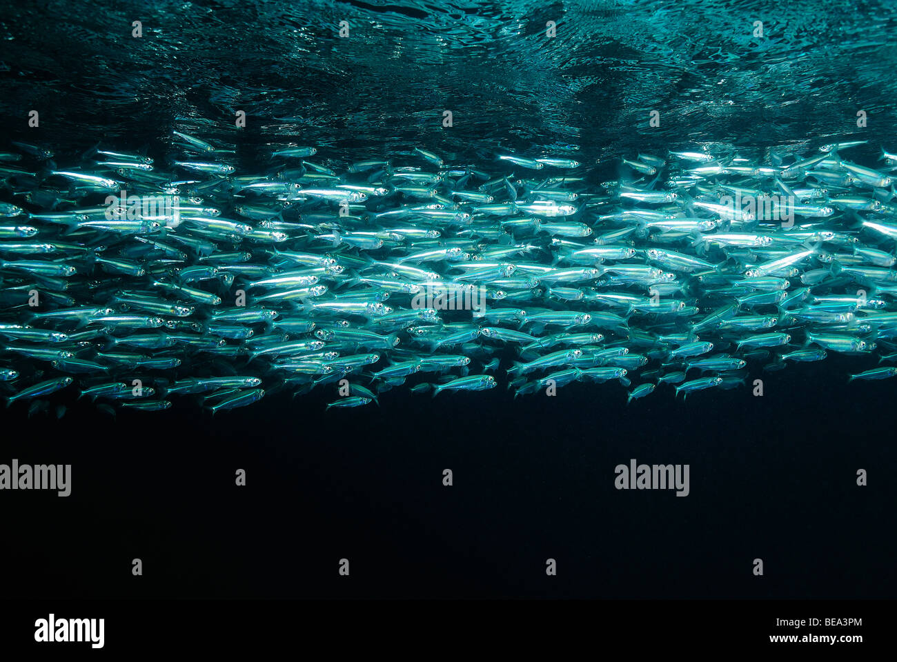 Hardyhead silverside fish underwater hi-res stock photography and ...