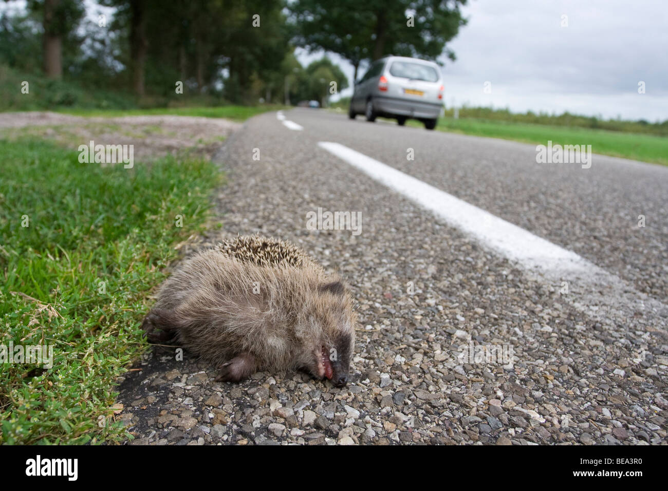 Egel hi-res stock photography and images - Alamy