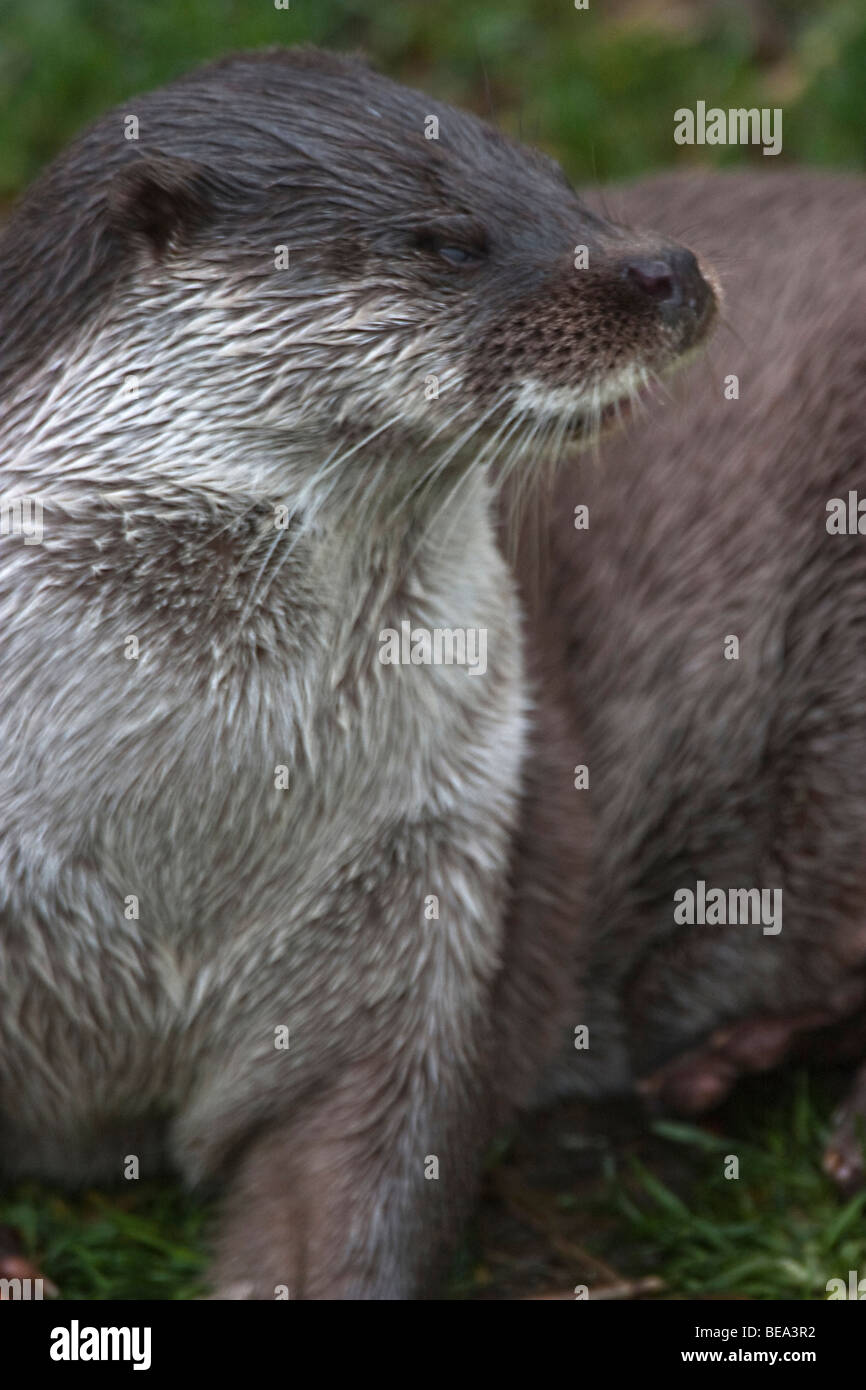 Fishing otter (captive) swimming, hunting and curiously looking around ...