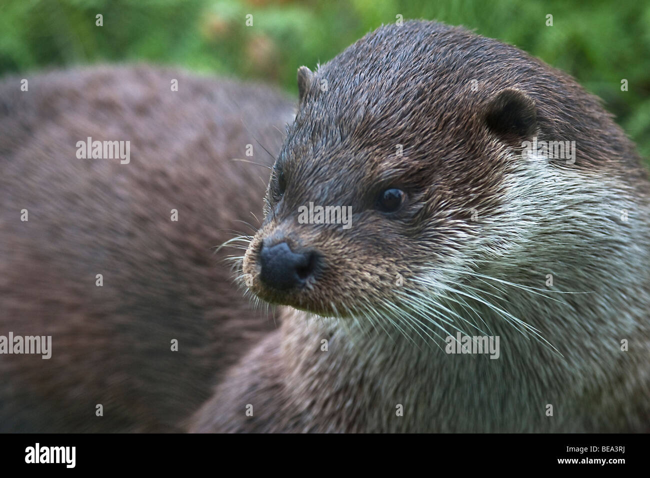 Fishing otter (captive) swimming, hunting and curiously looking around ...
