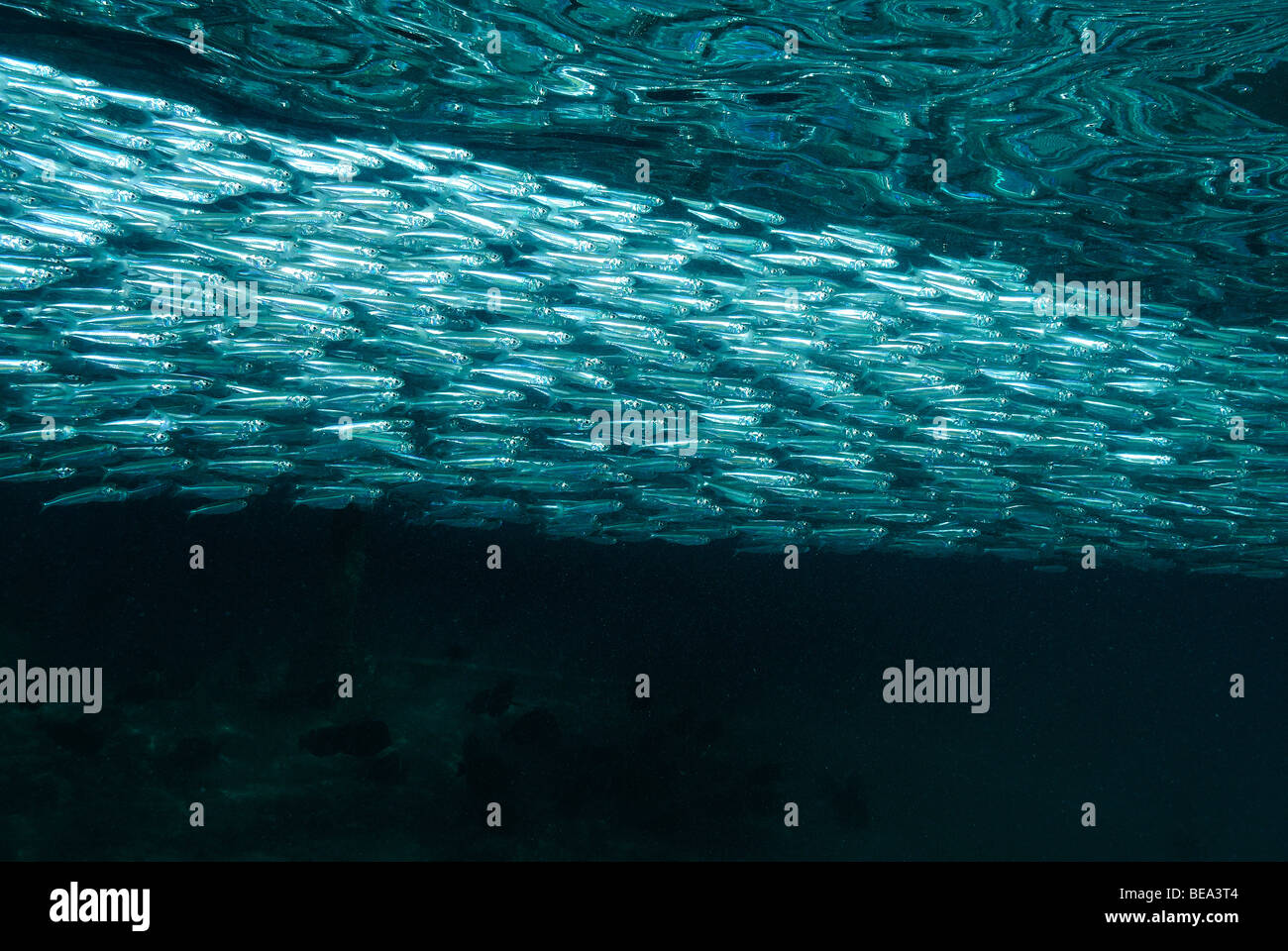 Hardyhead silverside fish hi-res stock photography and images - Alamy