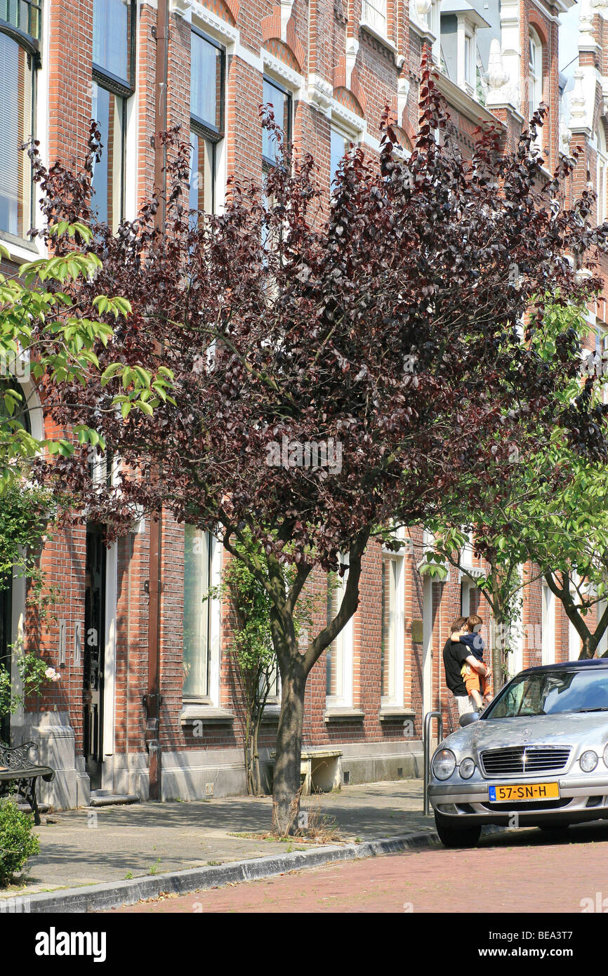 modest low city tree with dark leaves and lush pink blossom Stock Photo ...
