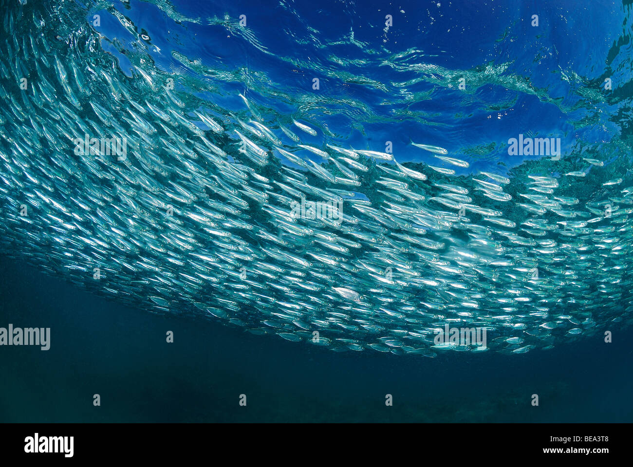 Hardyhead silverside fish underwater hi-res stock photography and ...