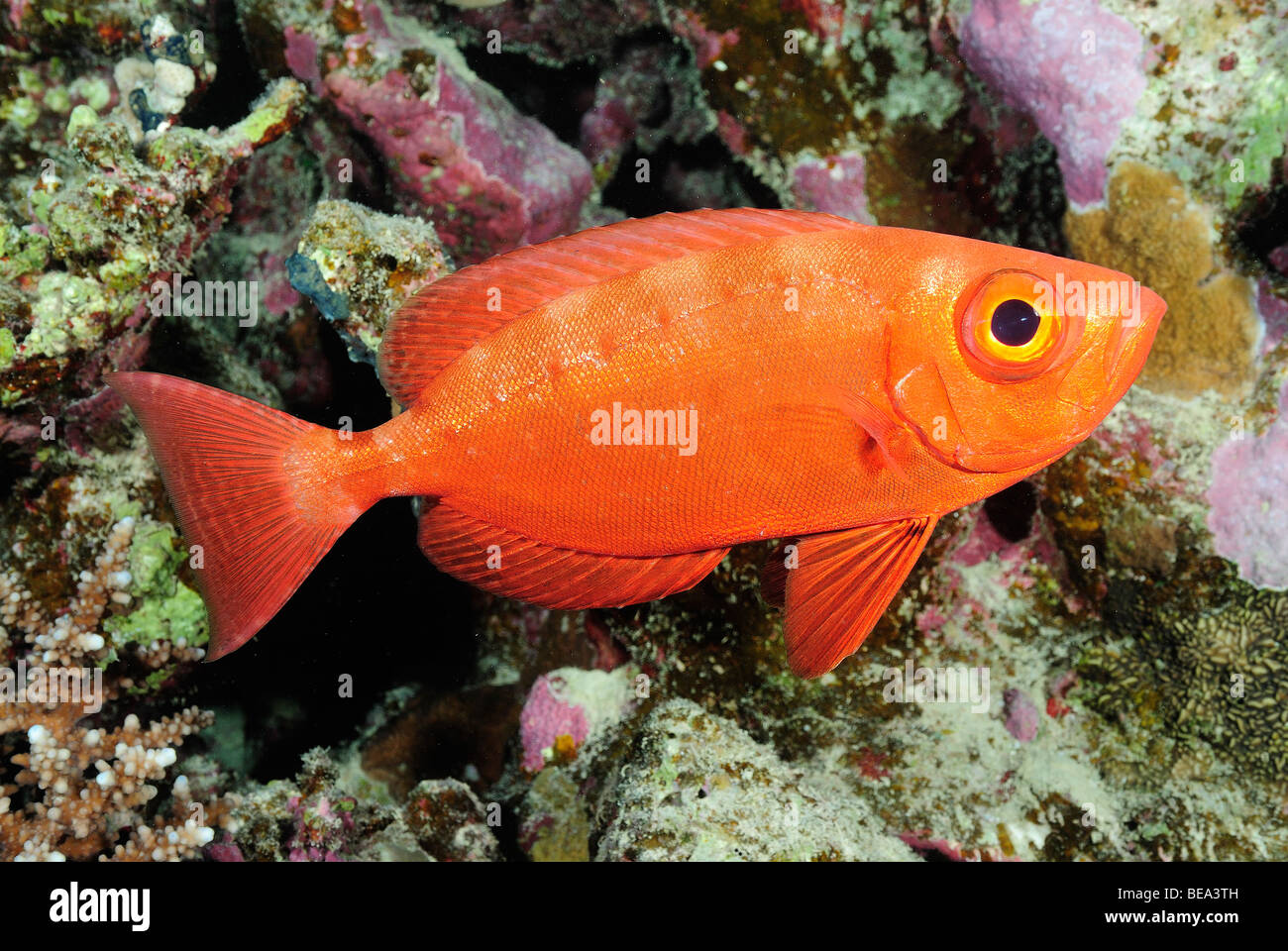 Crescent-tail bigeye fish, off Marsa Alam, Red Sea, Egypt Stock Photo ...